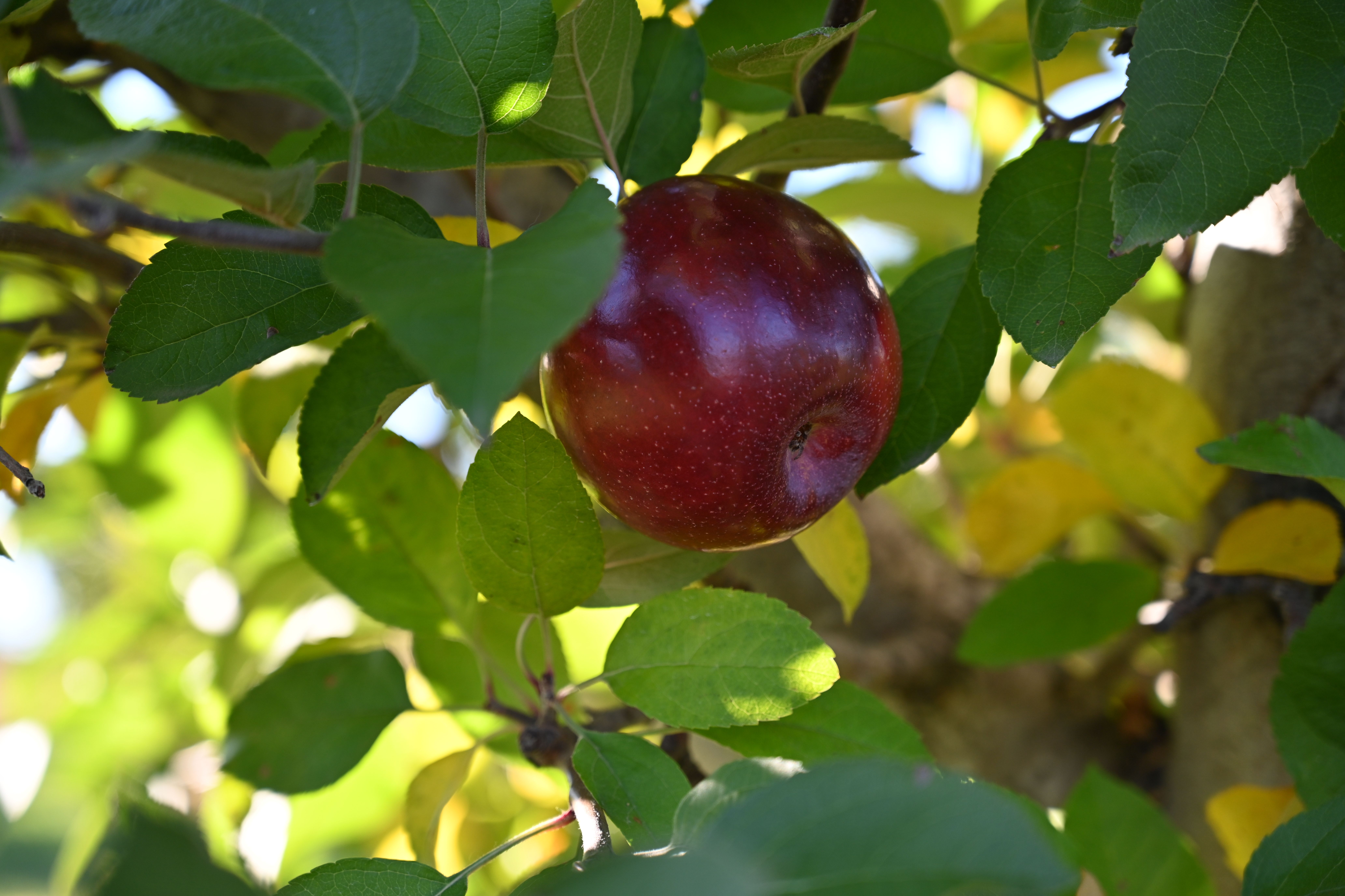 Red Apple Hanging on a Tree in Autumn Light · Free Stock Photo