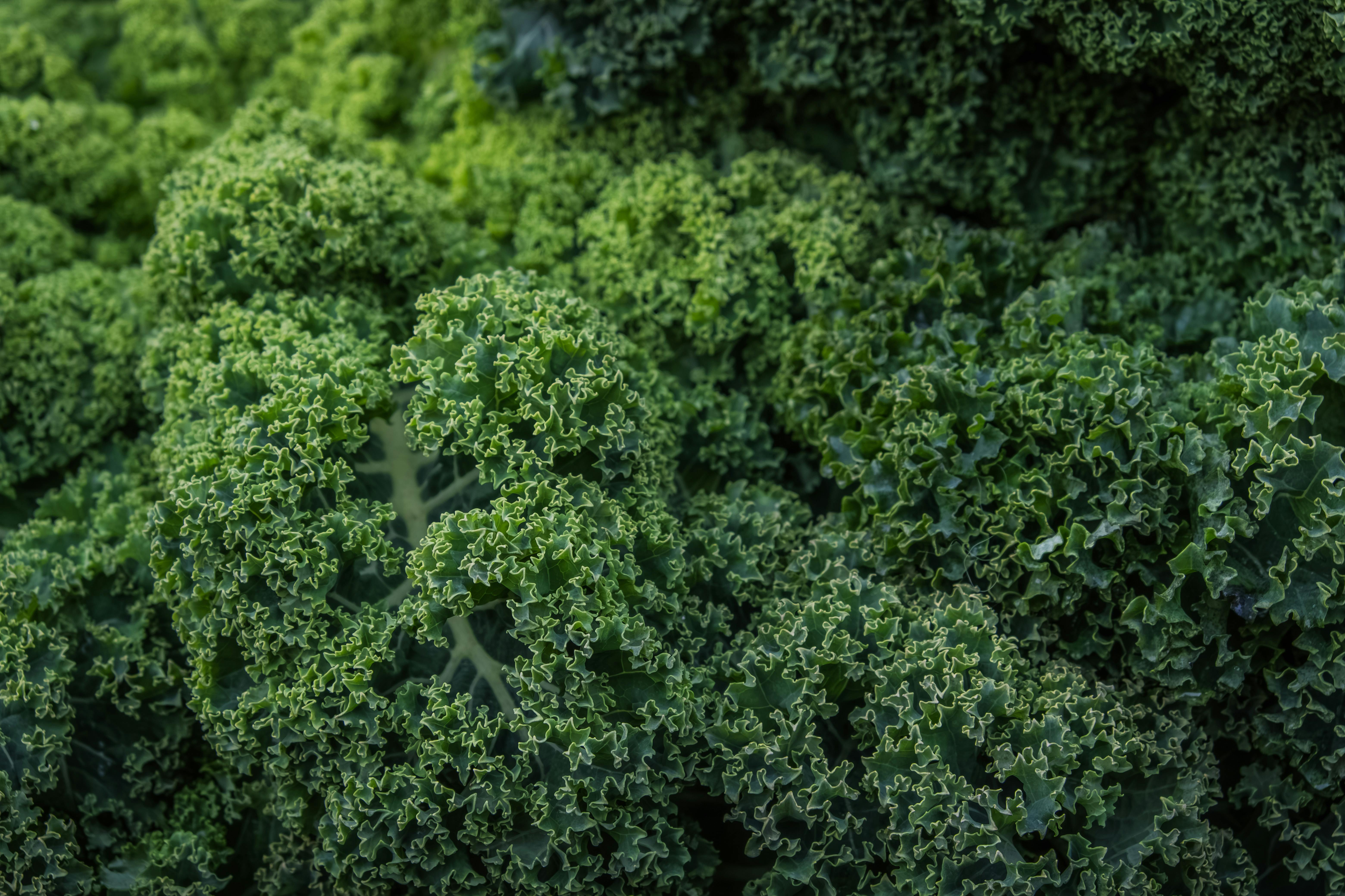 Kale Photos, Download The BEST Free Kale Stock Photos & HD Images