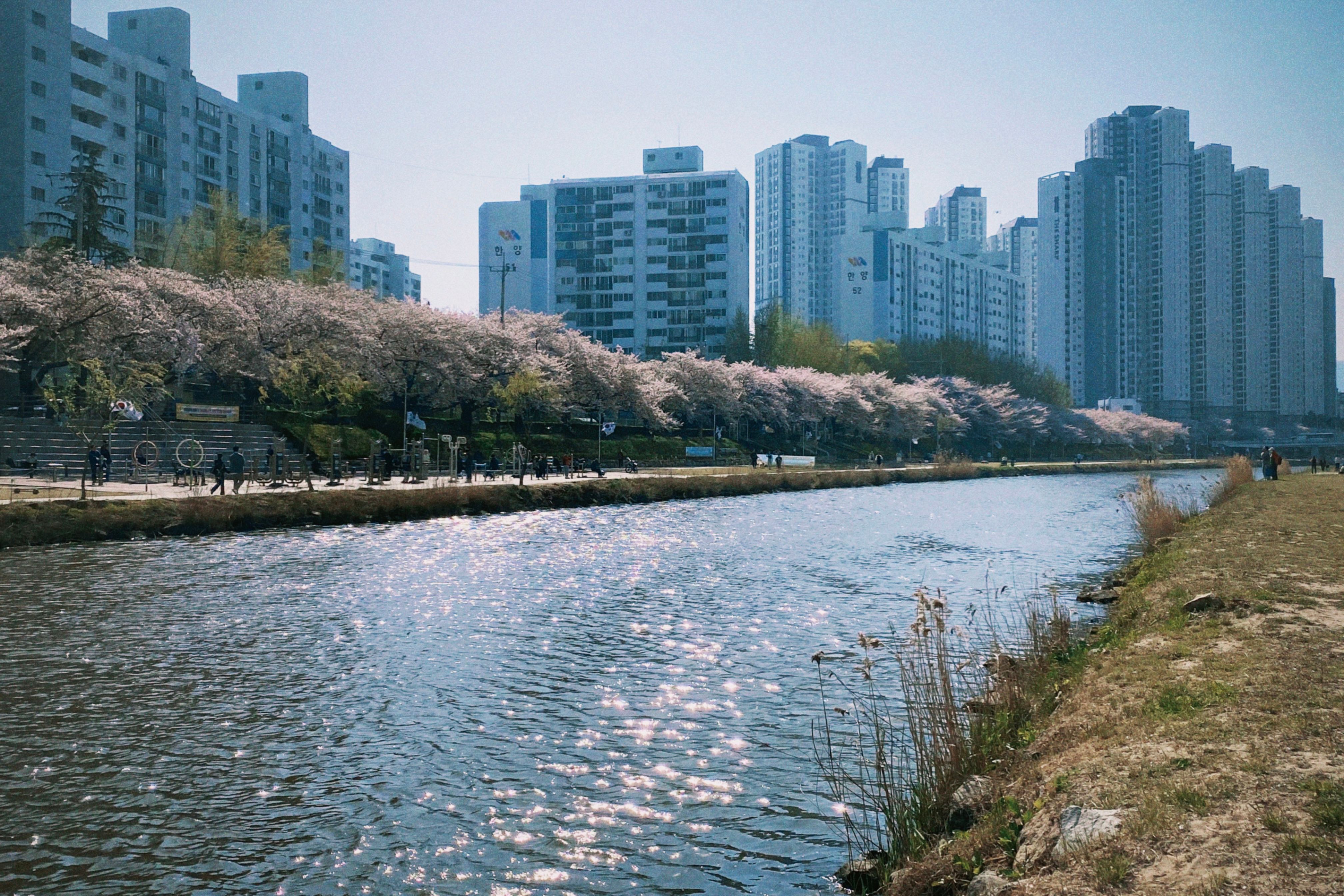 Cerezos En Flor Junto Al Río En Busan, Corea Del Sur · Foto de stock ...