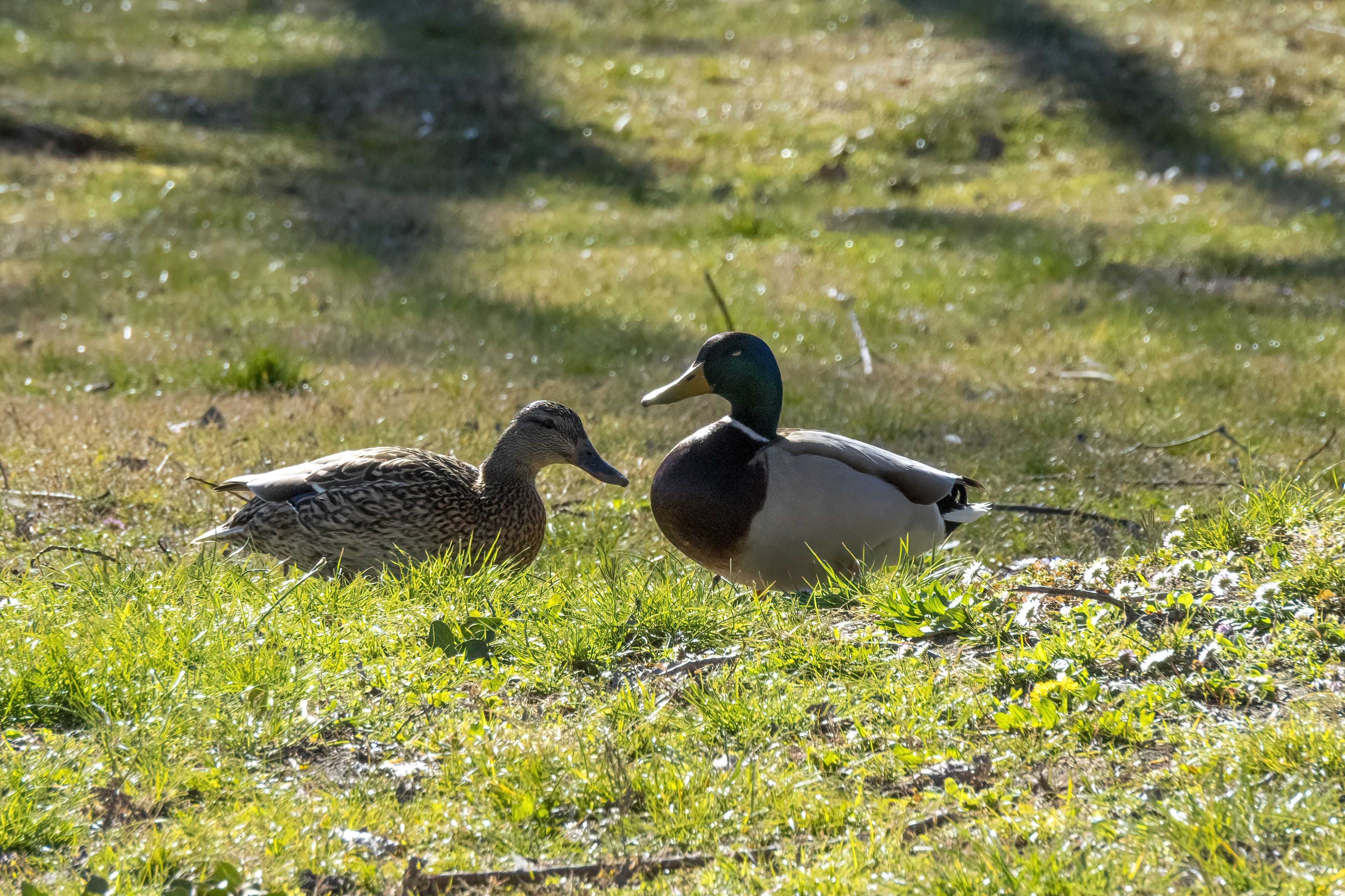 5 Birds Photos, Download The BEST Free 5 Birds Stock Photos & HD Images