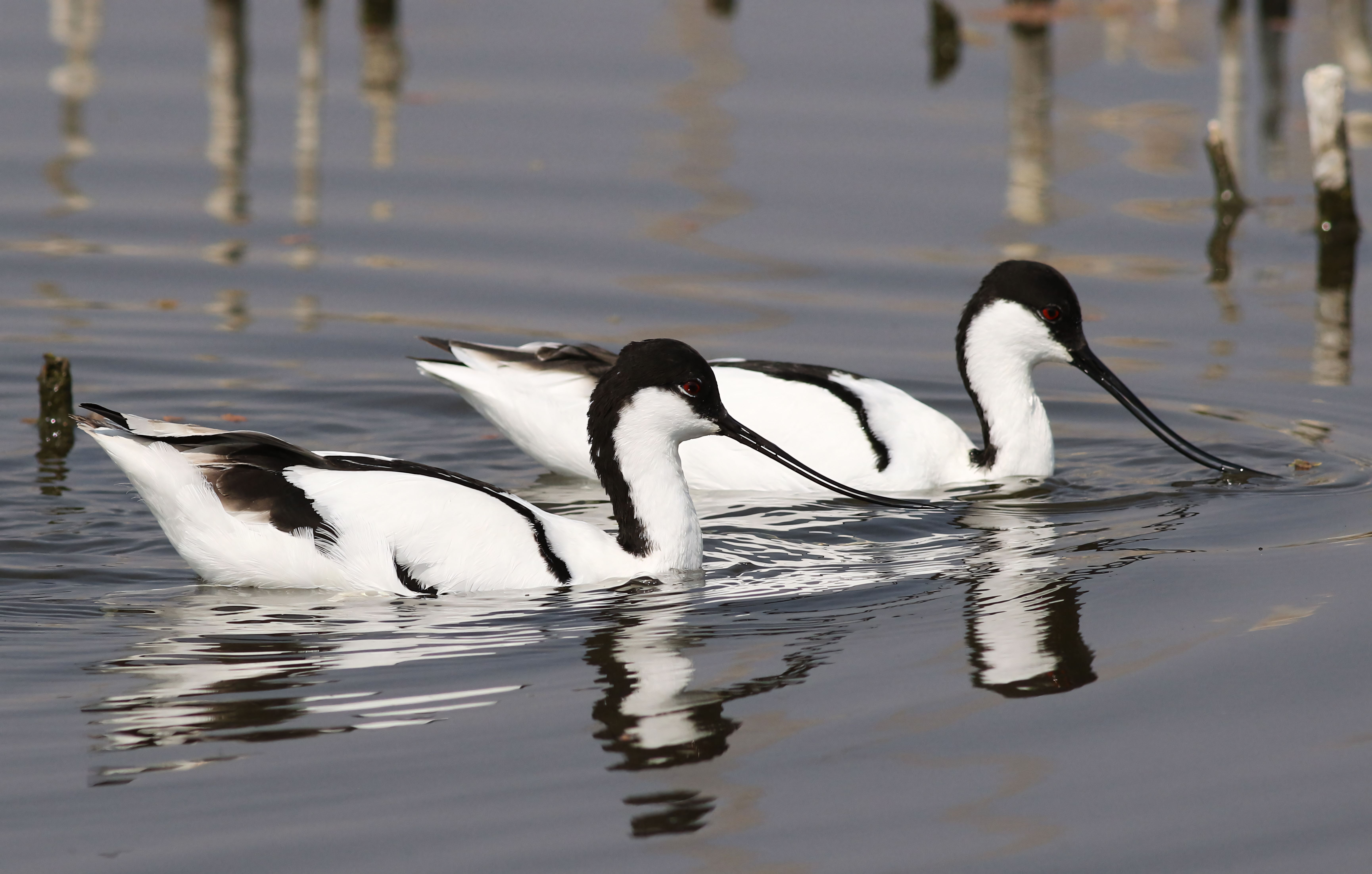 Pied Avocets in Natural Wetland Habitat · Free Stock Photo