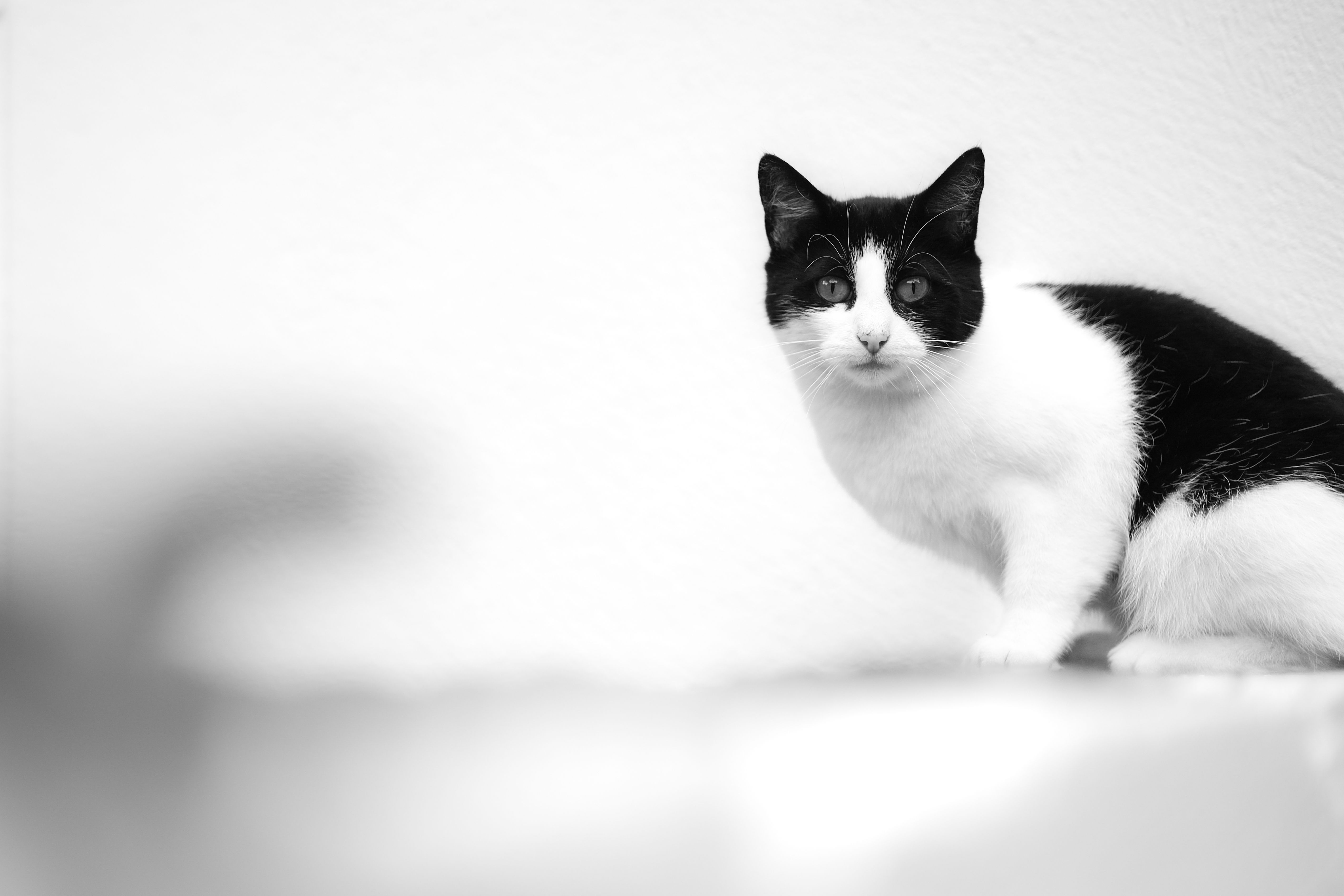 Desktop Wallpaper Cat Photos, Download The BEST Free Desktop Wallpaper ...