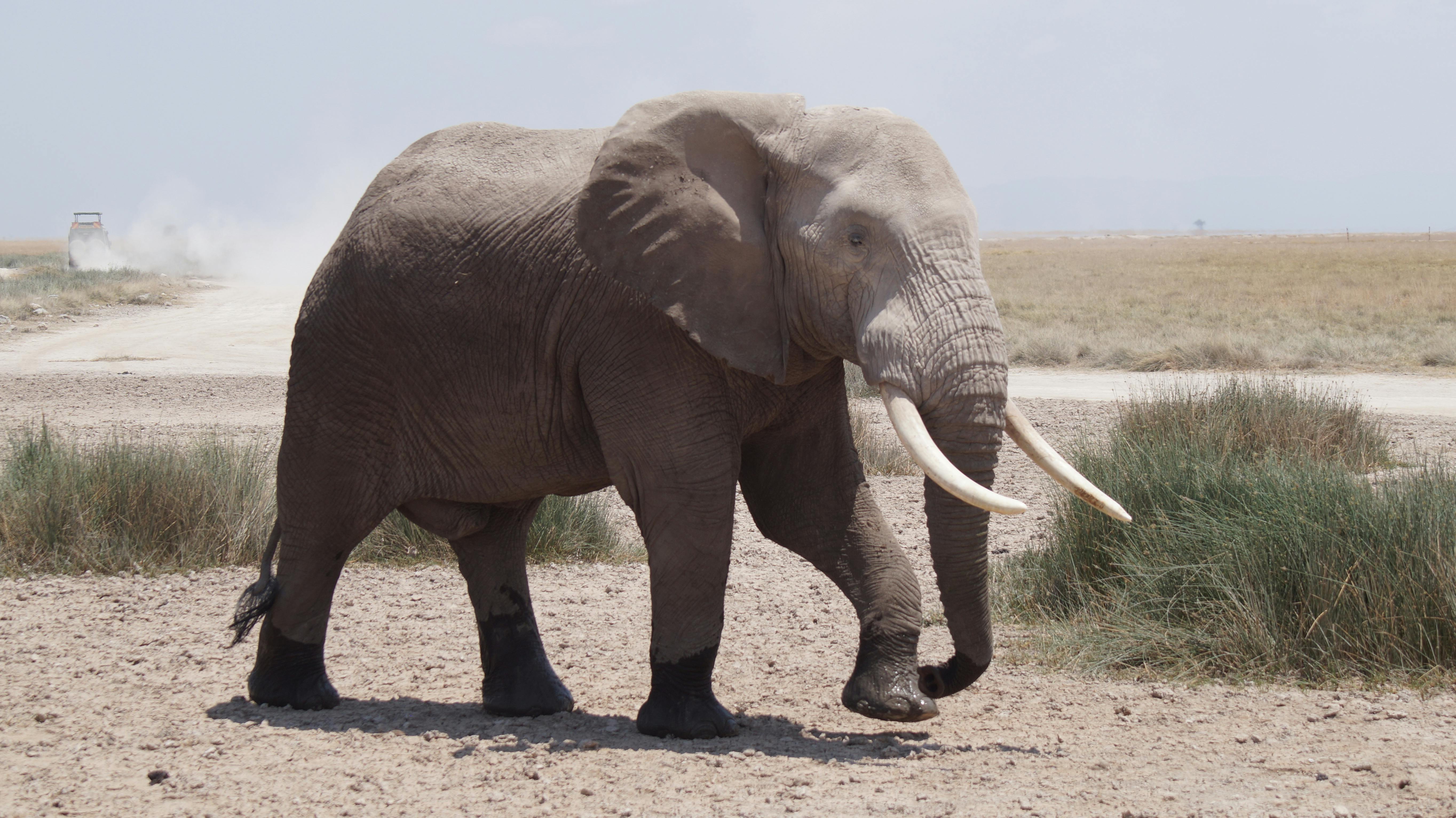 Kuma+Tamu+Kenya+Picha Photos, Download The BEST Free Kuma+Tamu+Kenya ...