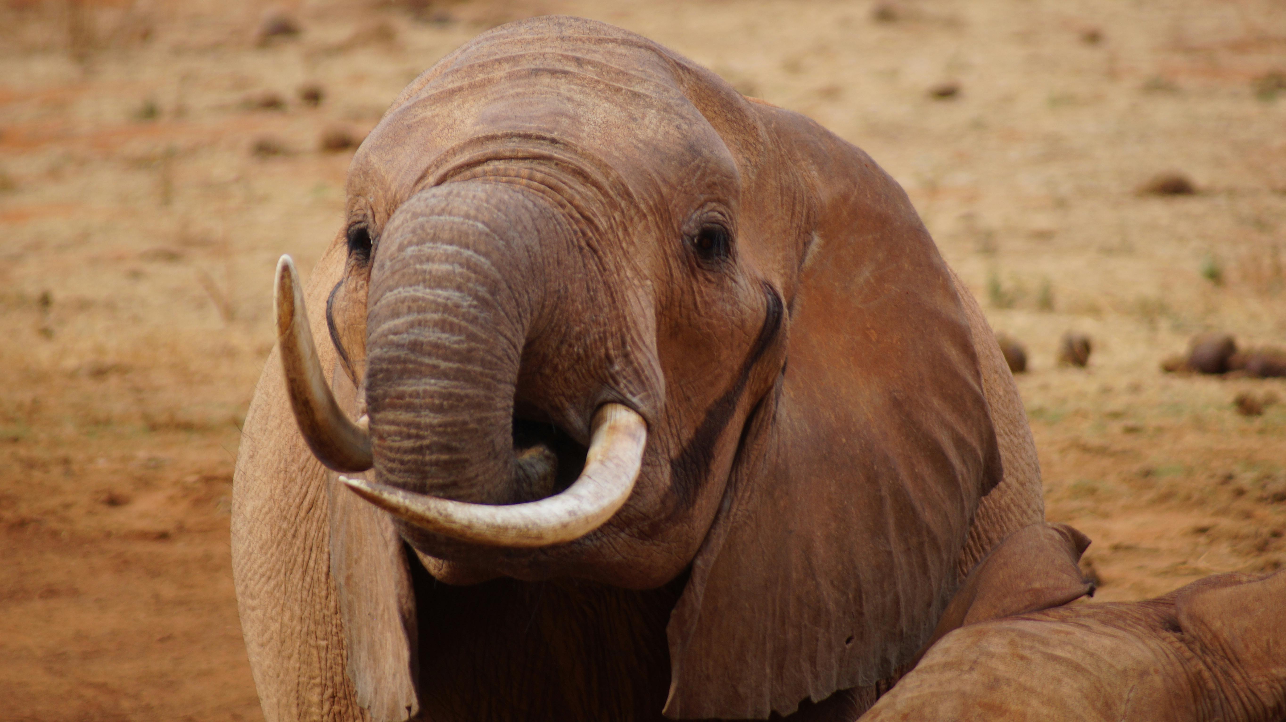 Kuma+Tamu+Kenya+Picha Photos, Download The BEST Free Kuma+Tamu+Kenya ...