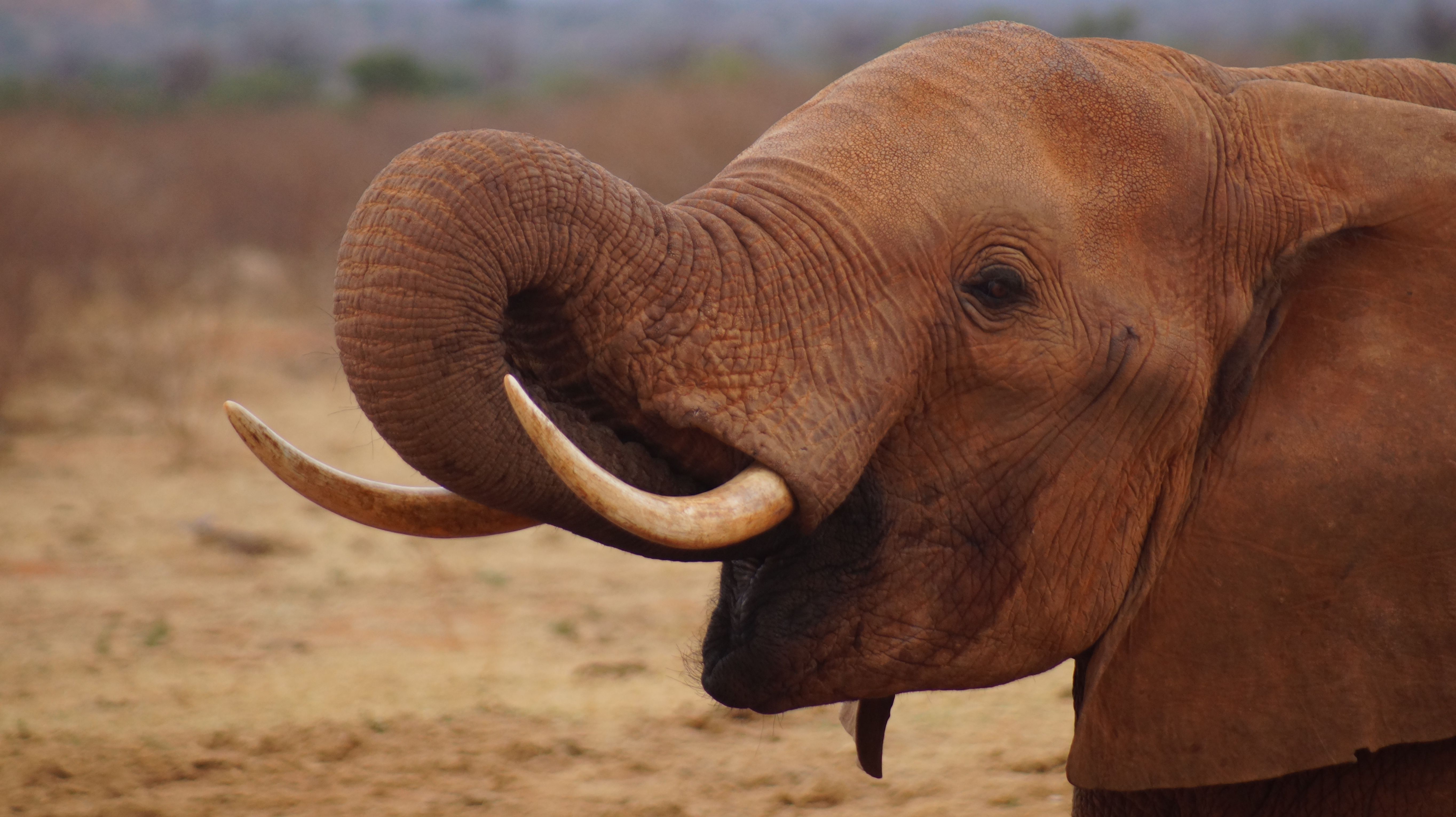 Close-up of African Elephant in Kenyan Savanna · Free Stock Photo