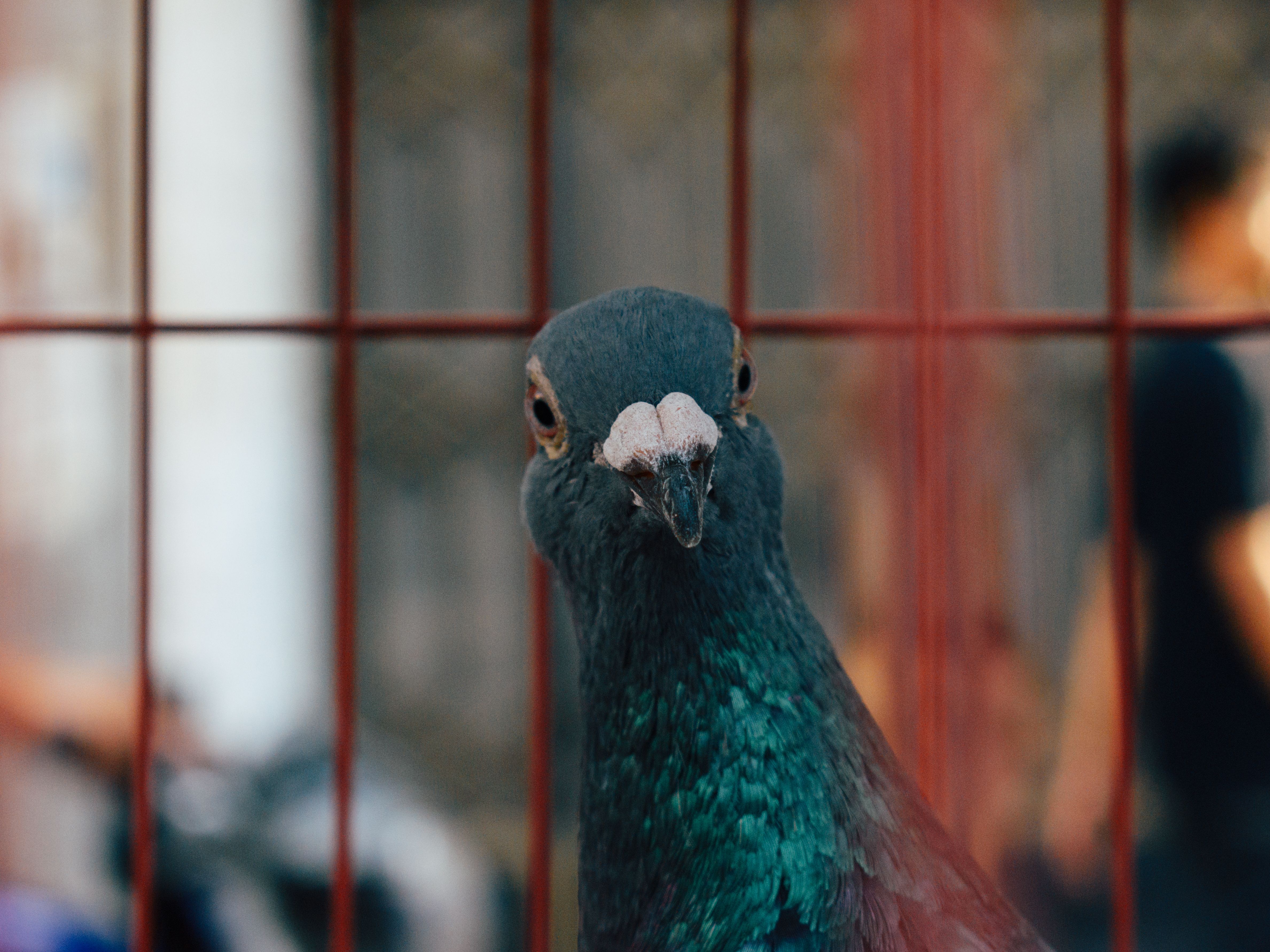 Close-up of a Curious Pigeon Behind Bars · Free Stock Photo