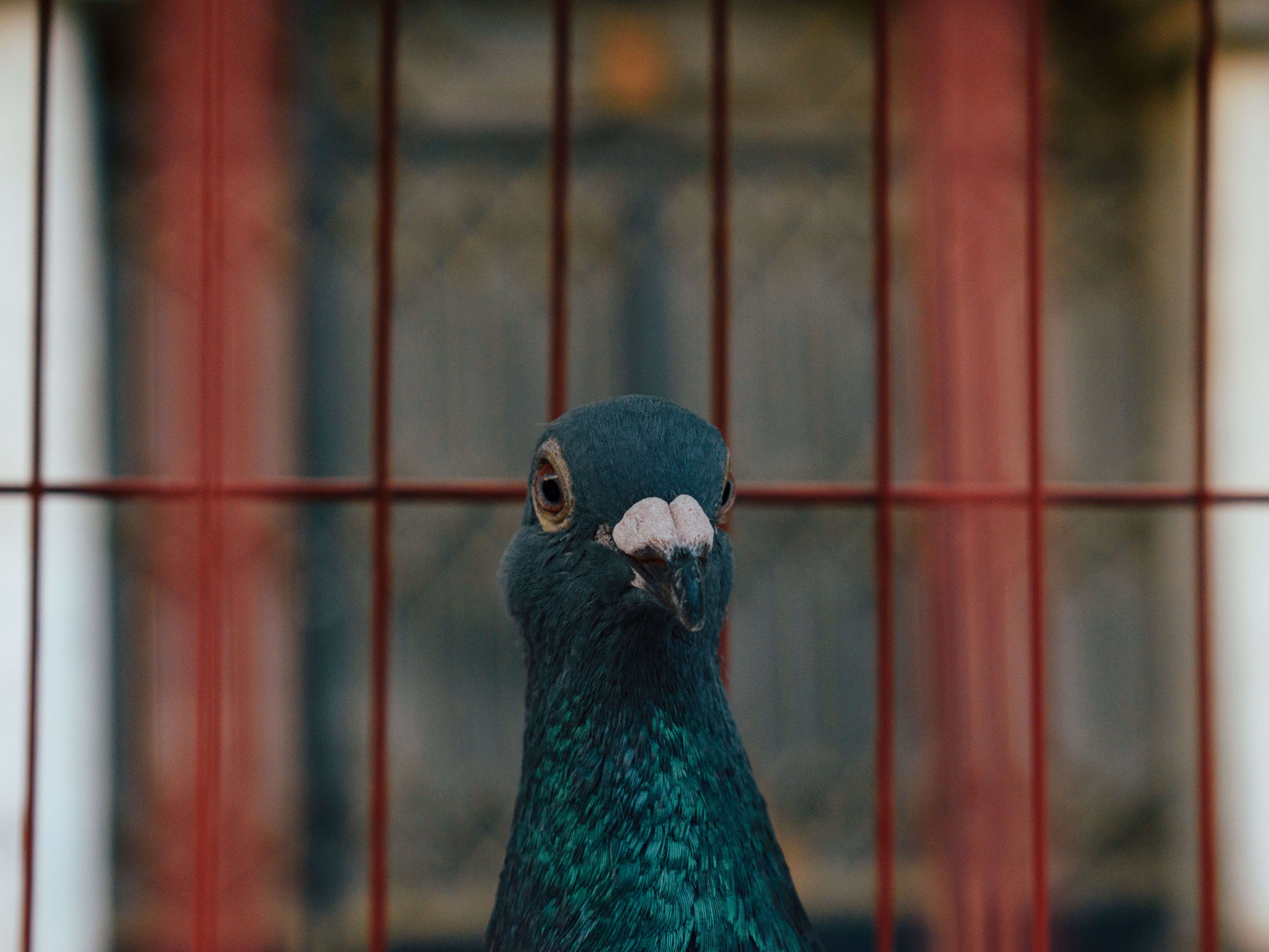 Close-Up of Pigeon Behind Wire Mesh · Free Stock Photo