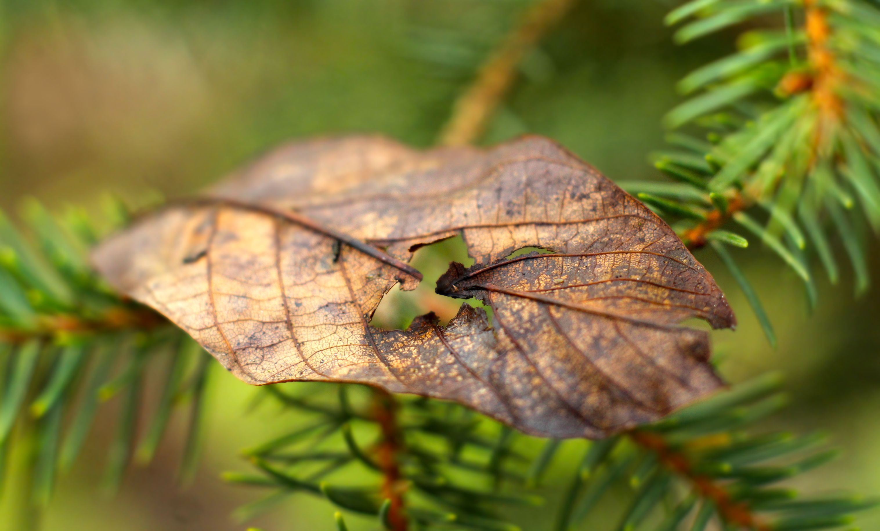 Close-up of Brown Leaf on Evergreen Branch in Autumn · Free Stock Photo
