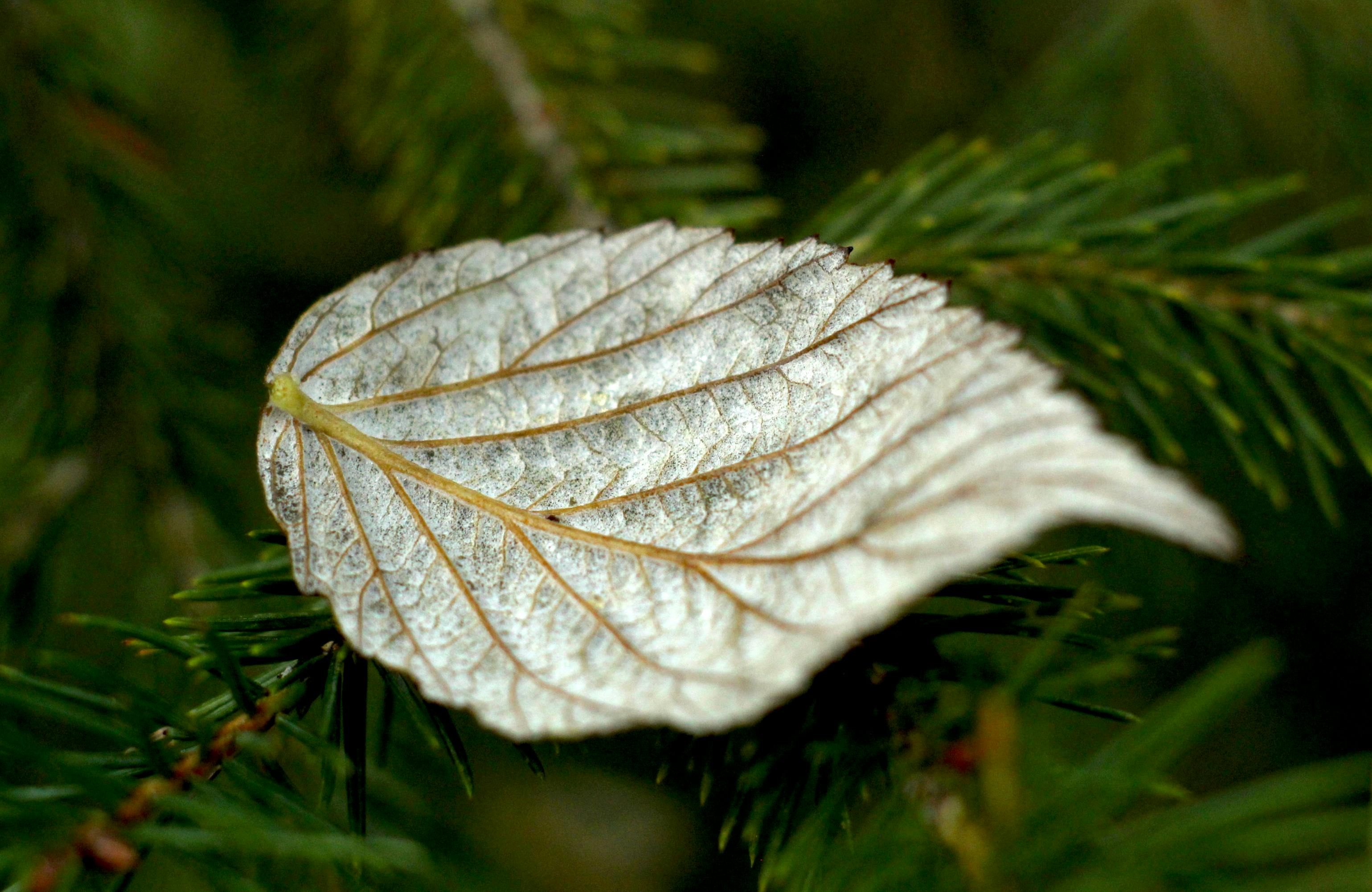 Chill+Pfps Photos, Download The BEST Free Chill+Pfps Stock Photos & HD ...