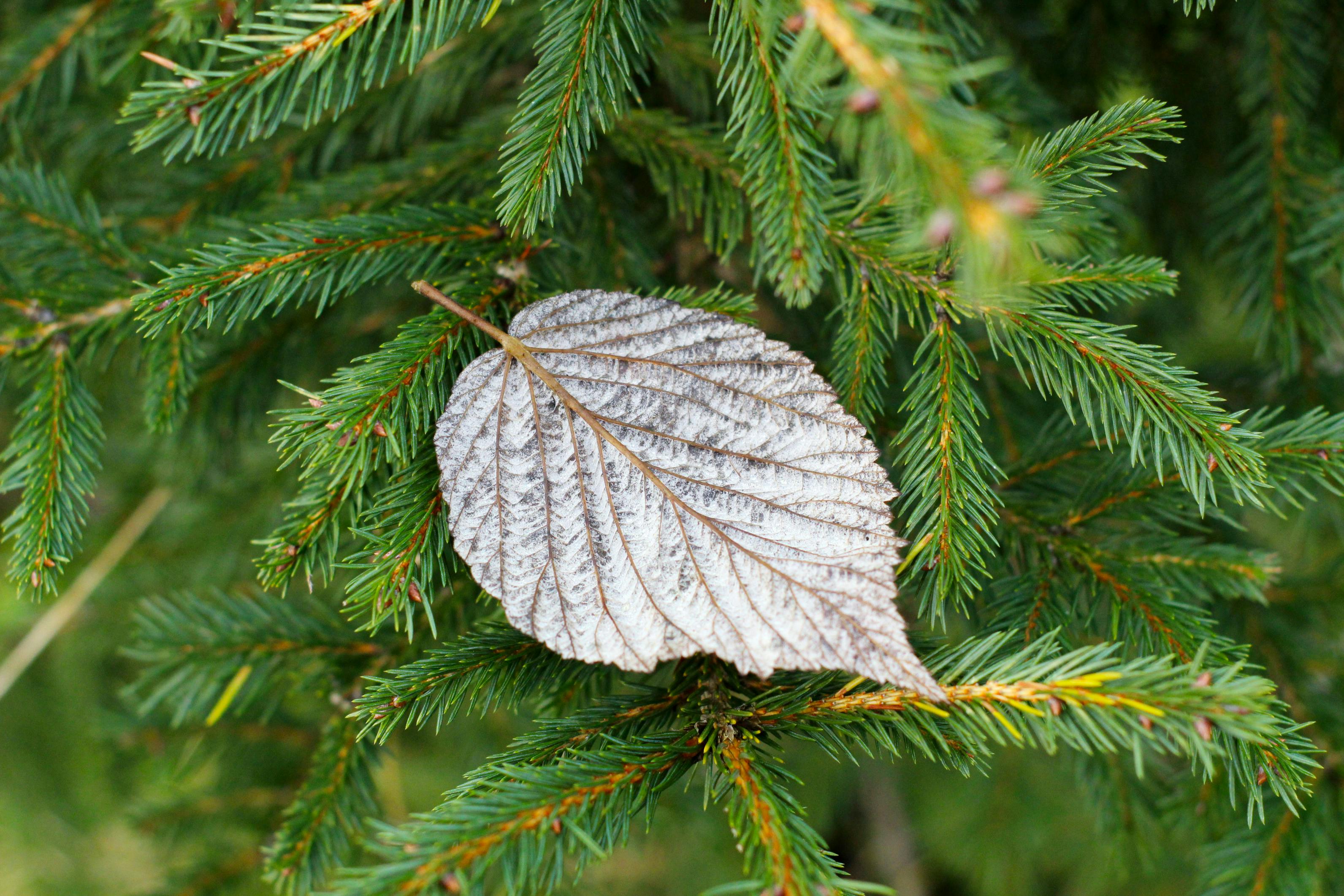 Chill+Pfps Photos, Download The BEST Free Chill+Pfps Stock Photos & HD ...