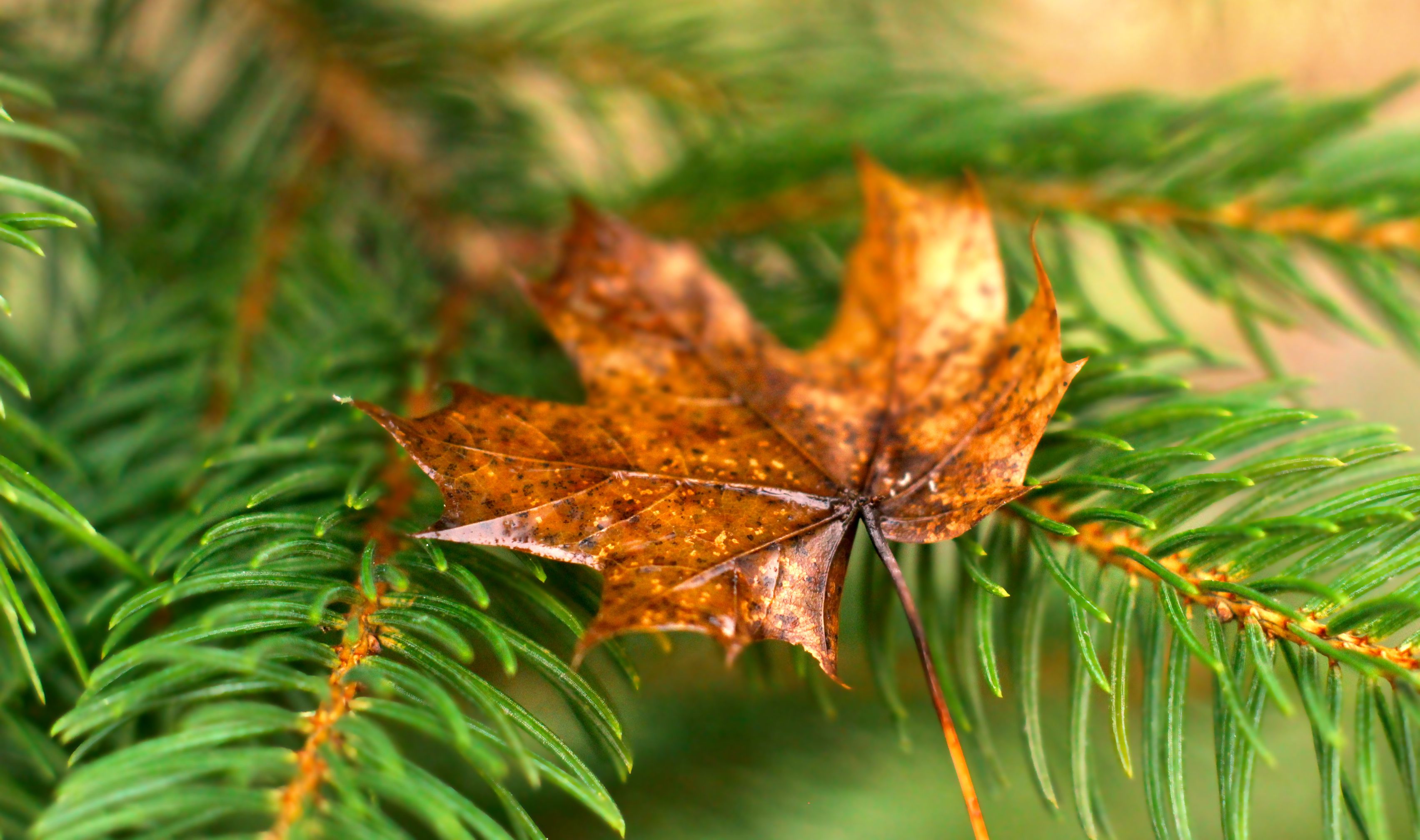 Close-Up of Maple Leaf on Evergreen Branch · Free Stock Photo