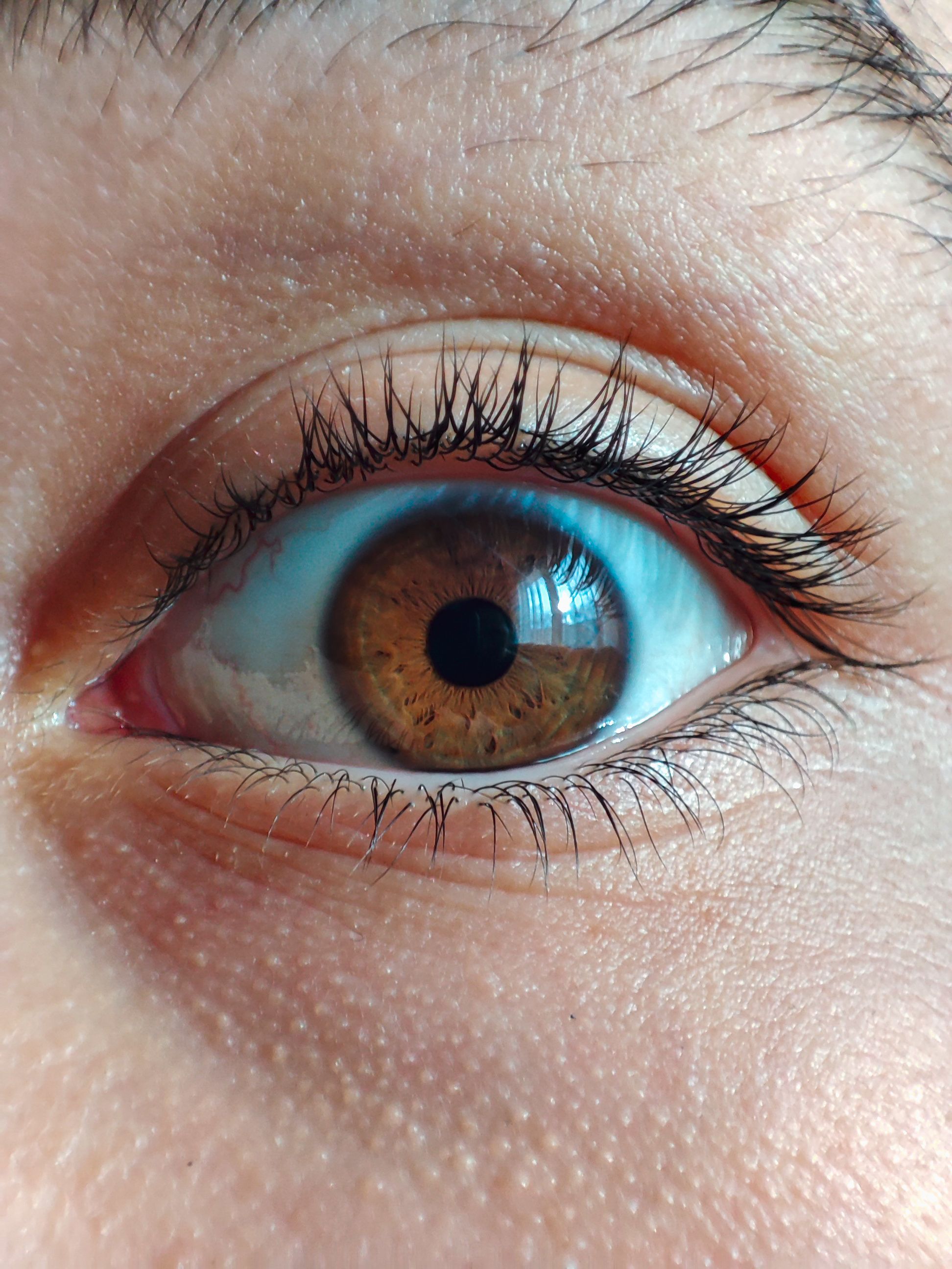 Close-Up of a Human Eye with Brown Iris · Free Stock Photo