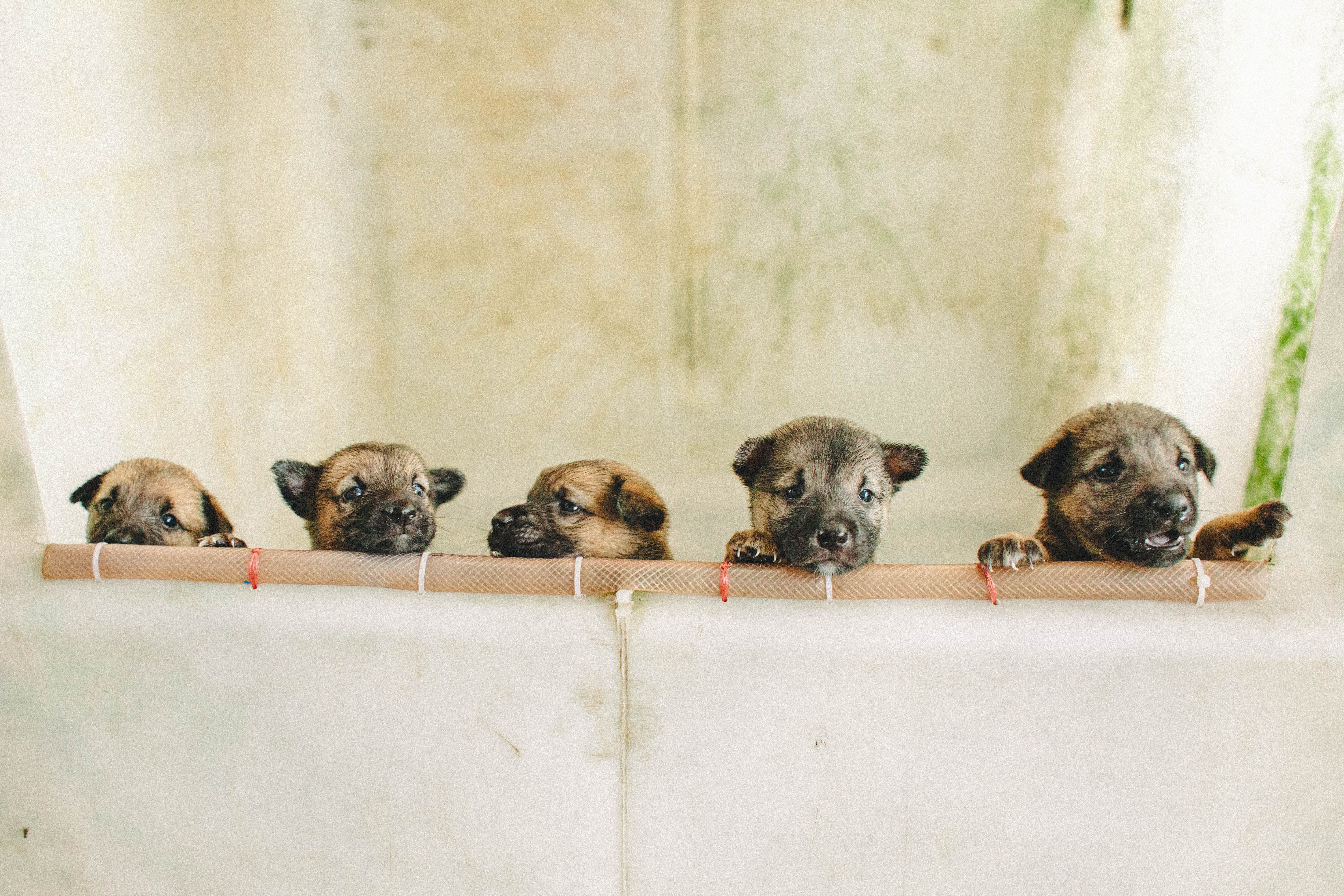 Cele mai bune 100.000+ fotografii cu tema Cute Catelusi · Descărcare ...