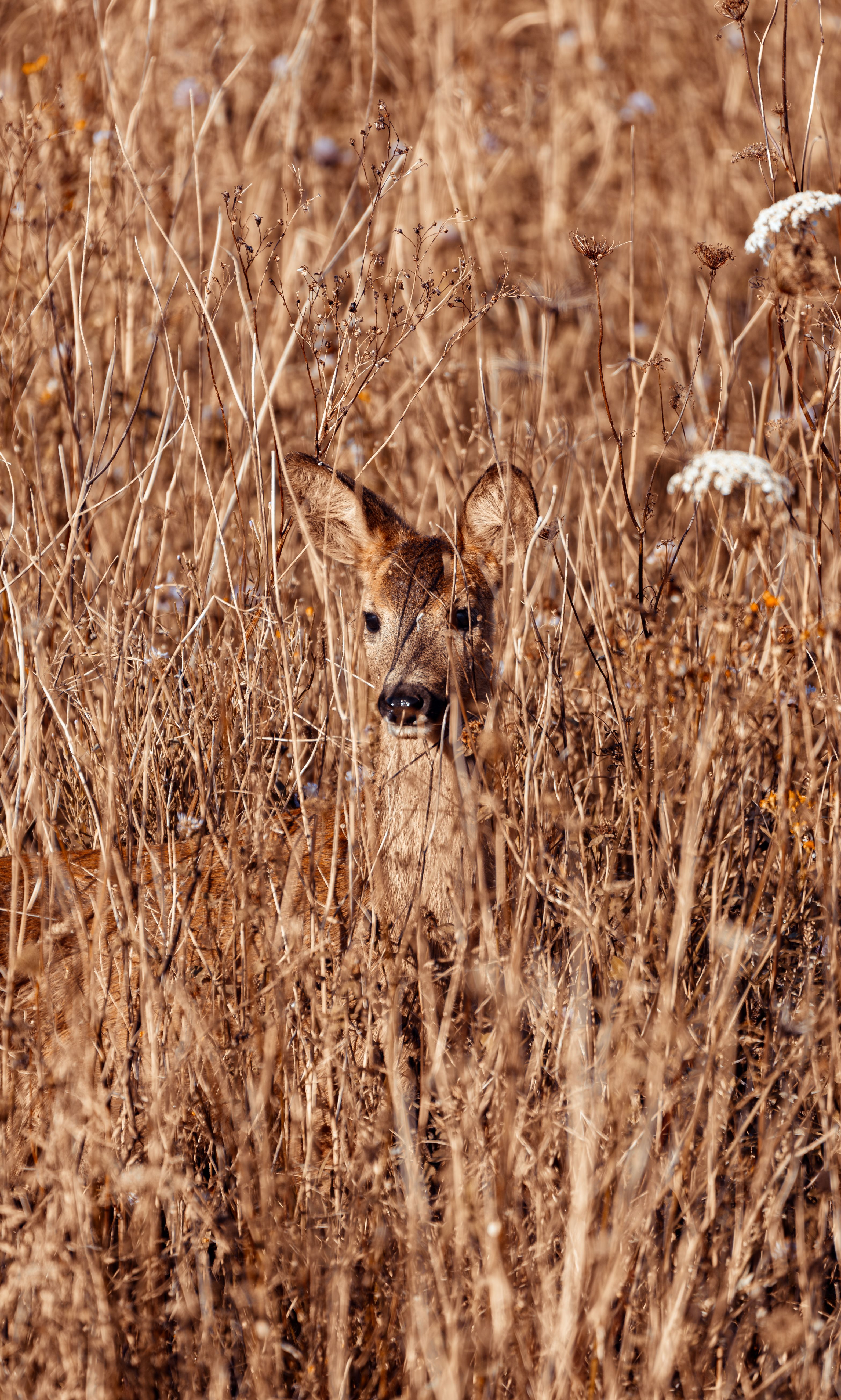 Deer Camouflaged in Tall Grass in Autumn · Free Stock Photo
