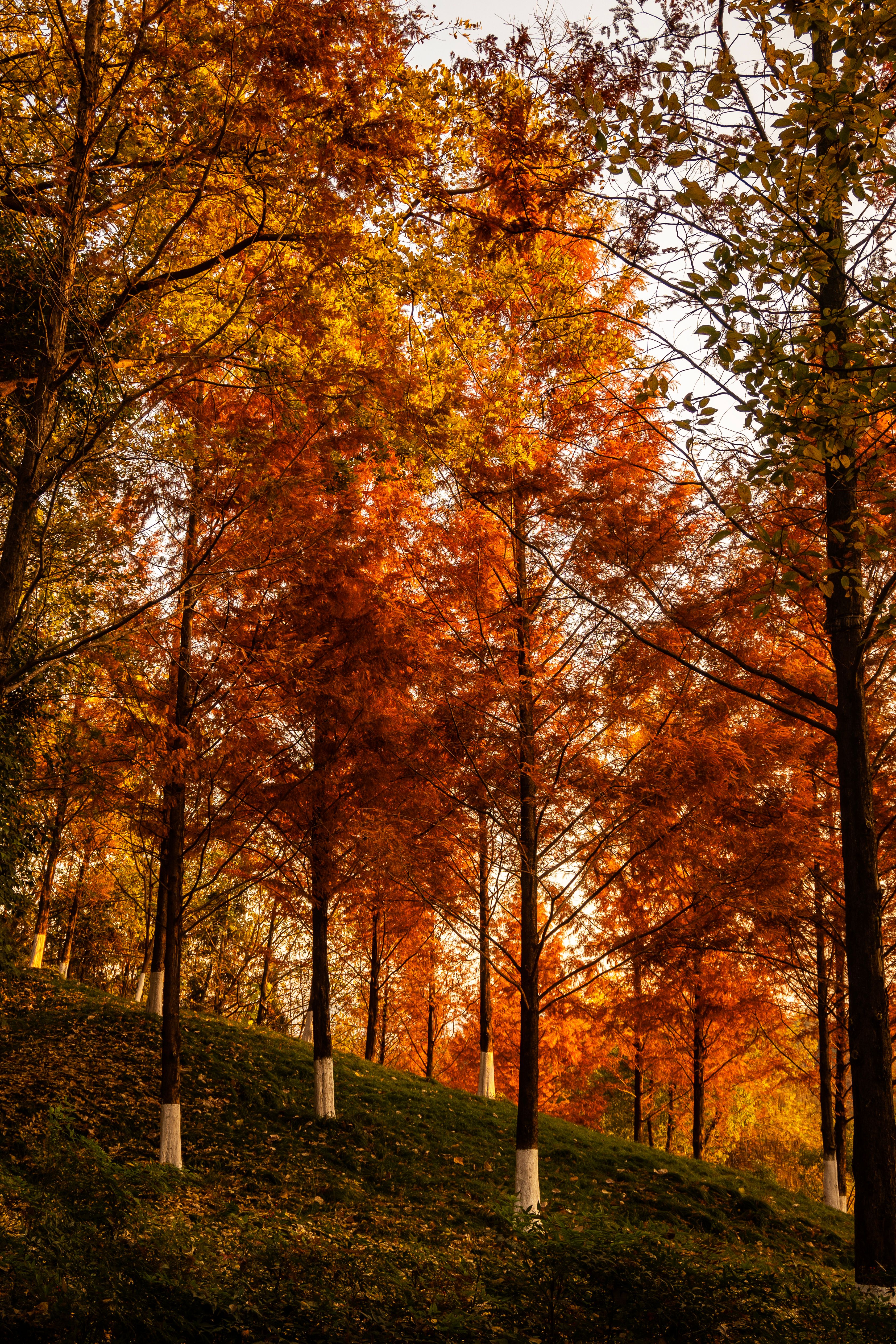 Sunlit Autumn Forest with Vibrant Foliage · Free Stock Photo