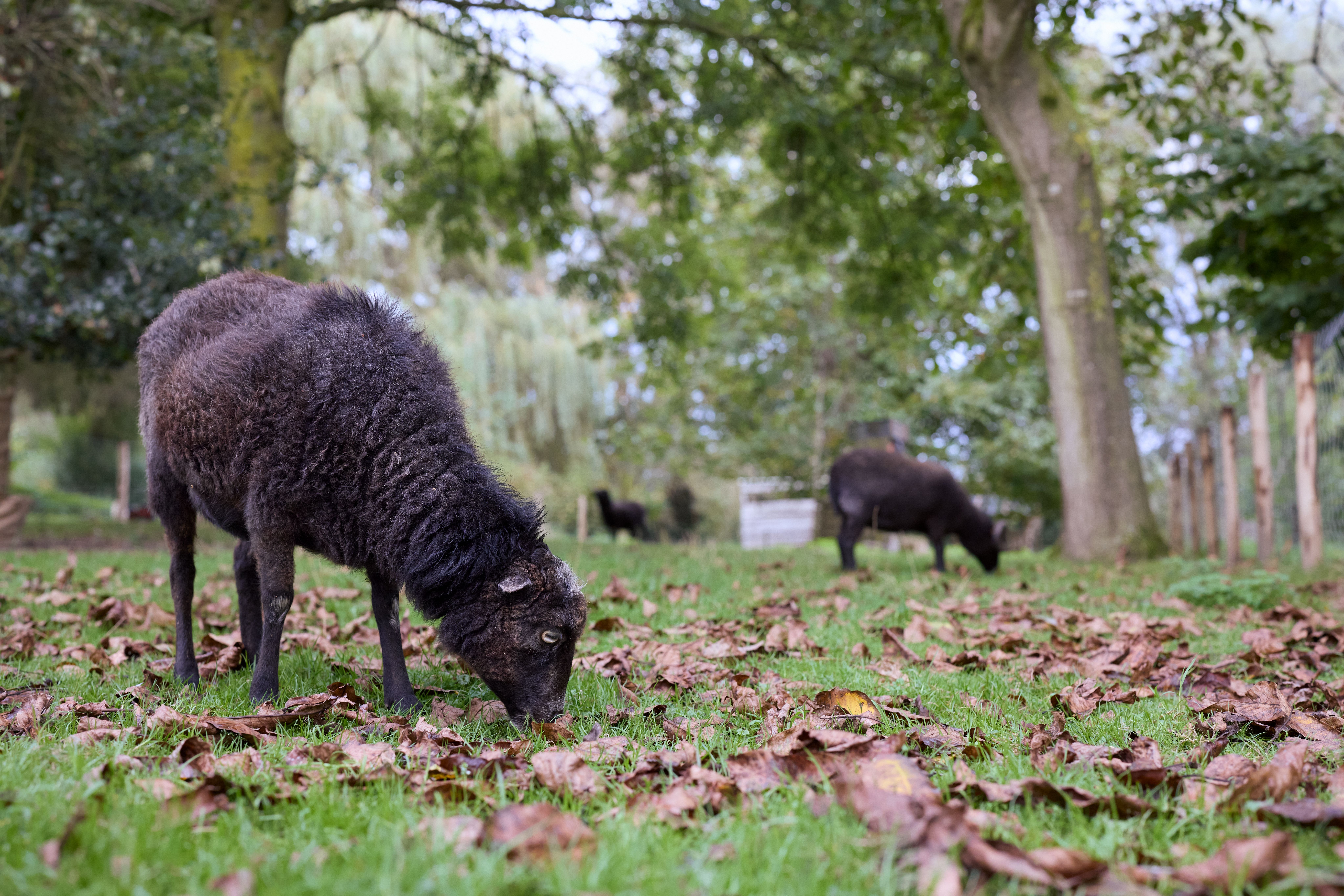 Animal Farm Photos, Download The BEST Free Animal Farm Stock Photos ...