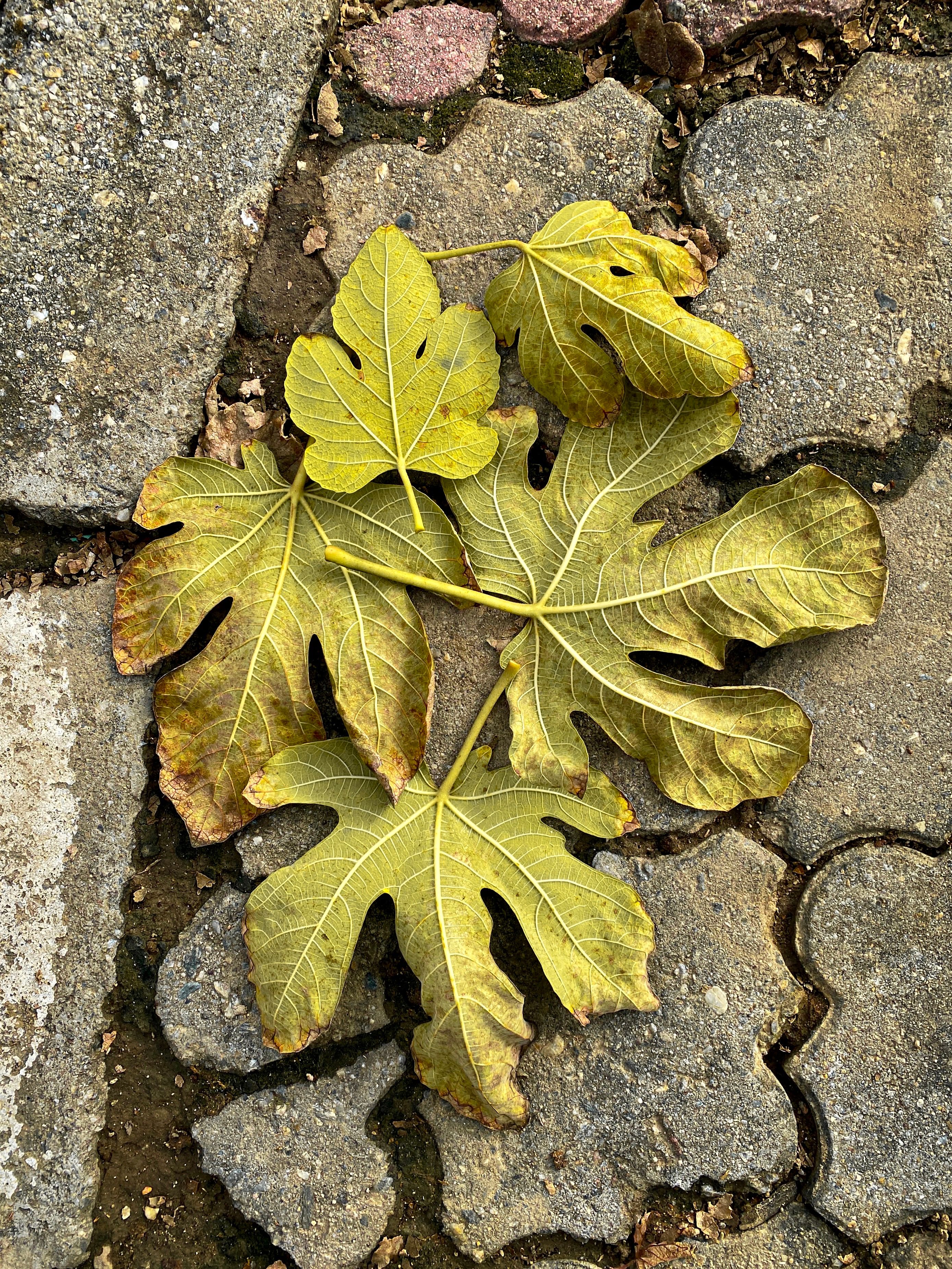 Smell Of Fall Garden Photos, Download The BEST Free Smell Of Fall ...