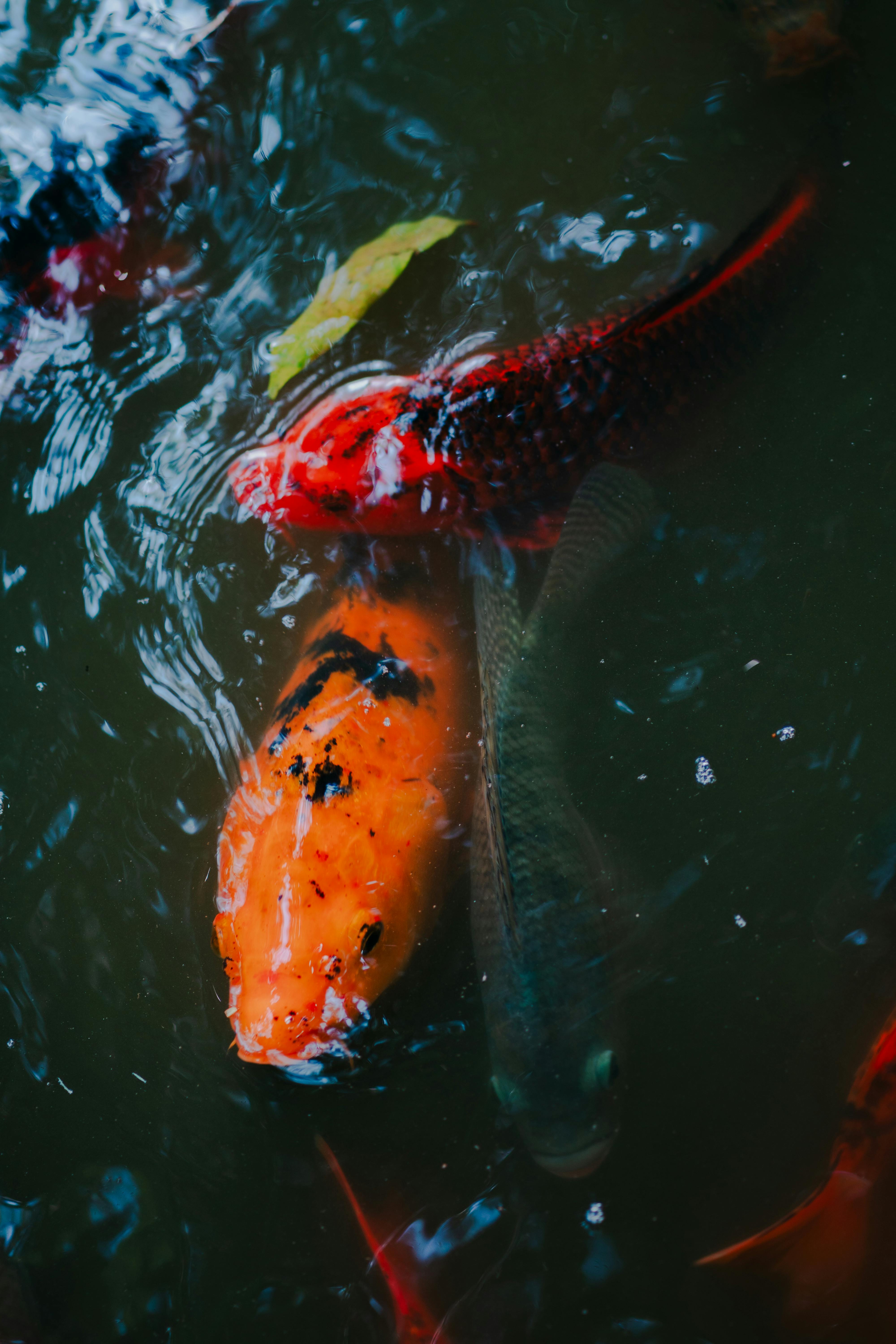 Crappie Fish Photos, Download The BEST Free Crappie Fish Stock Photos ...