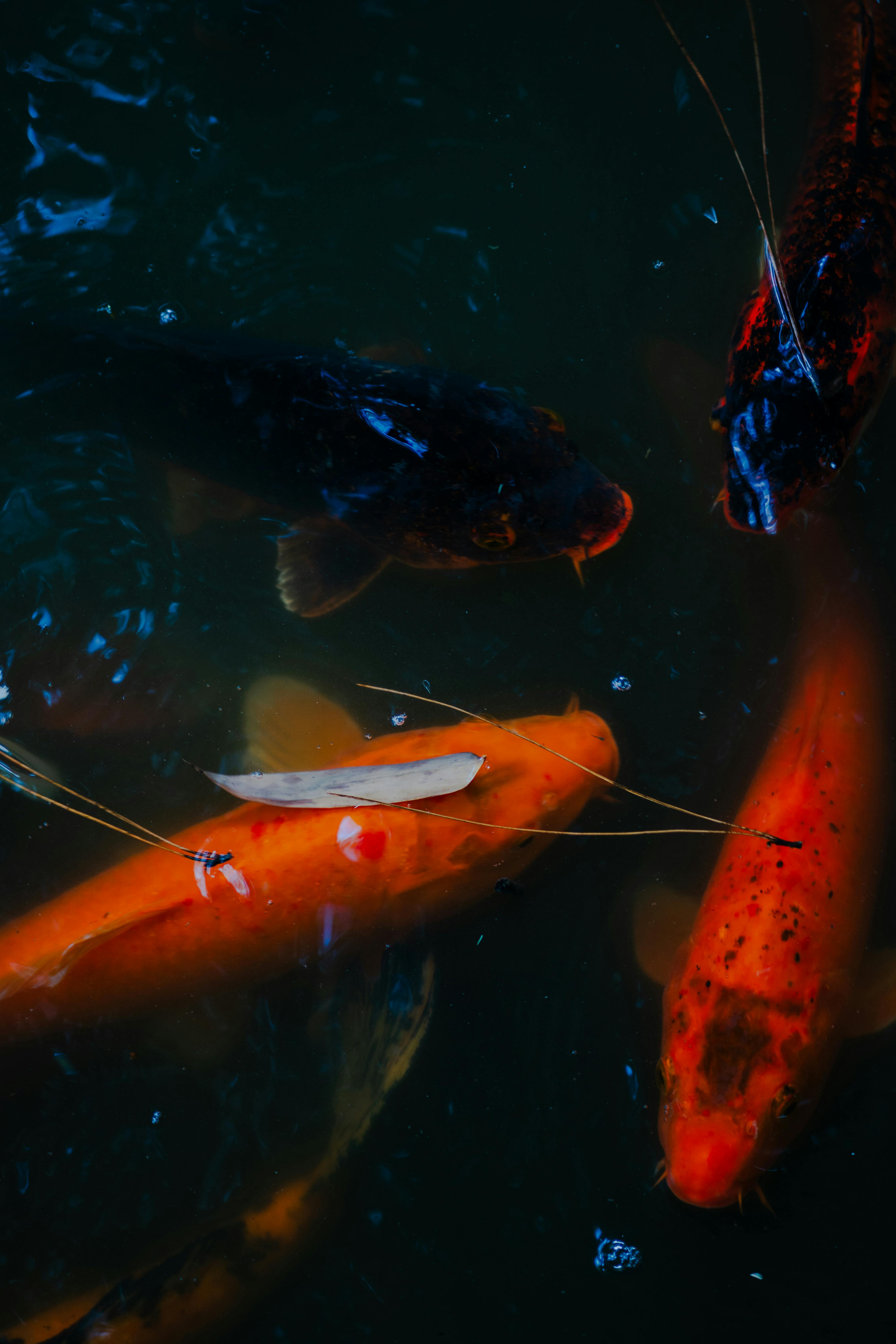 Crappie Fish Photos, Download The BEST Free Crappie Fish Stock Photos ...