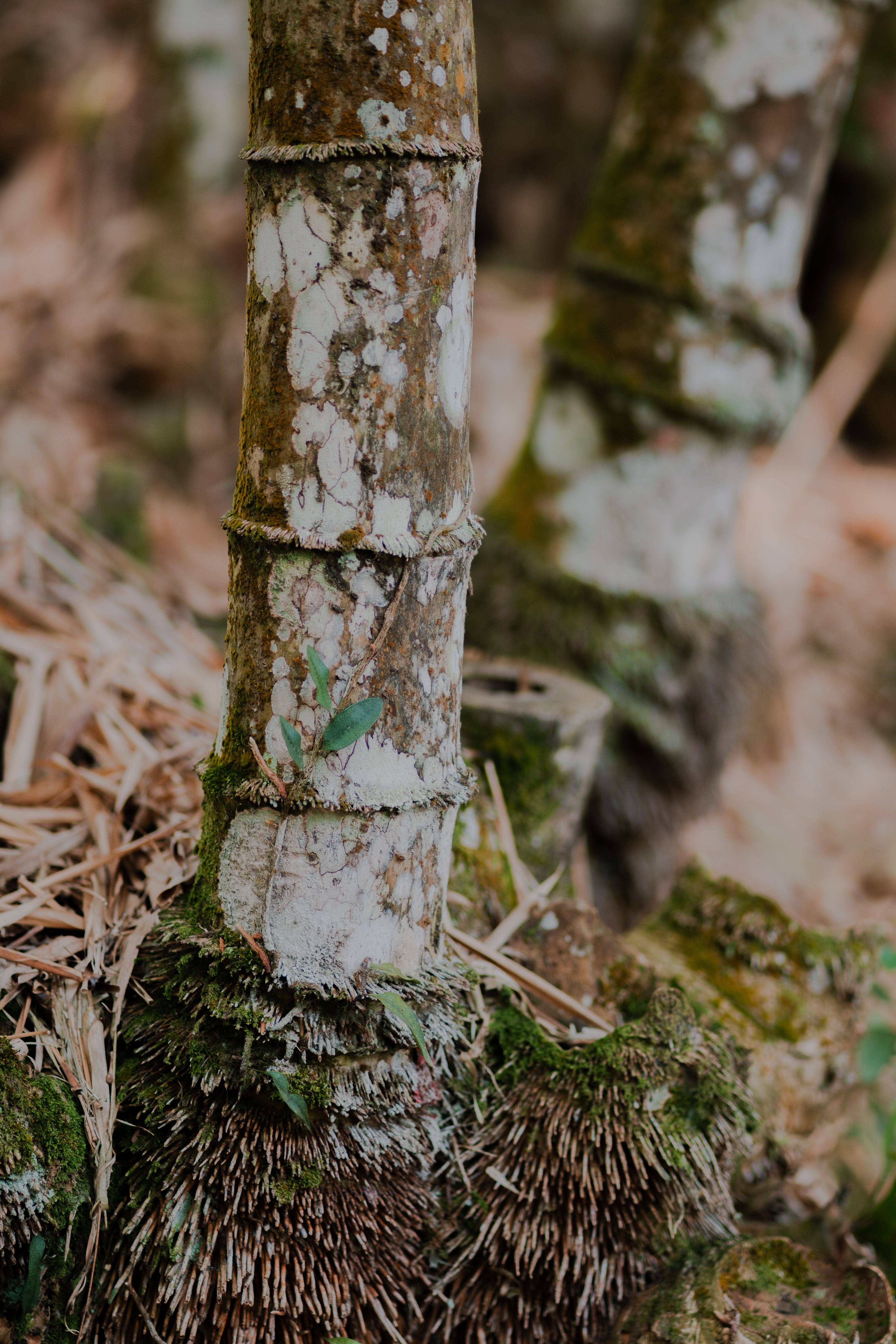 Close-up of Bamboo Trunks in Forest · Free Stock Photo