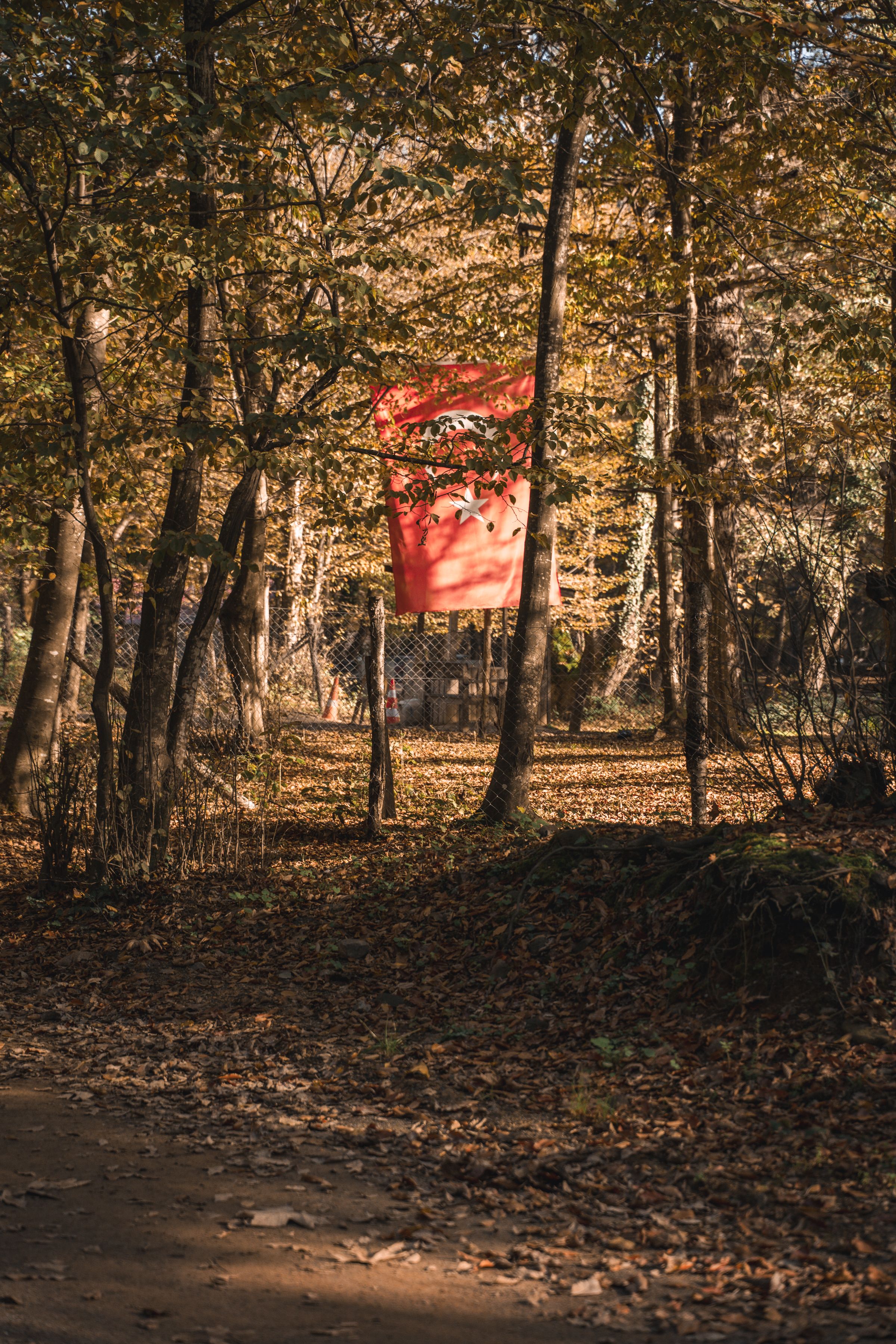 Autumn Forest Path with Serene Atmosphere · Free Stock Photo