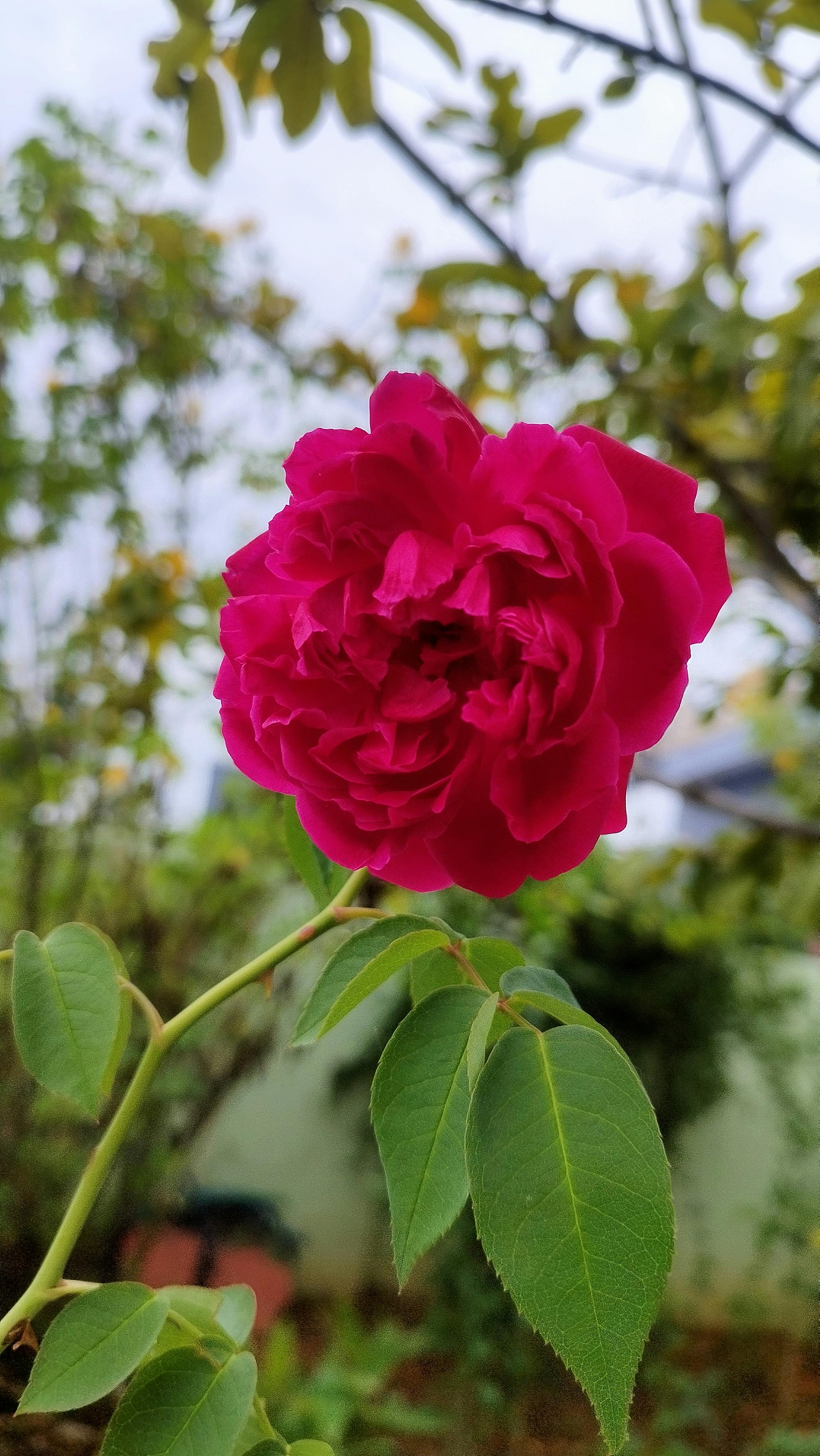 Gulab Flower Background Photos, Download The BEST Free Gulab Flower ...