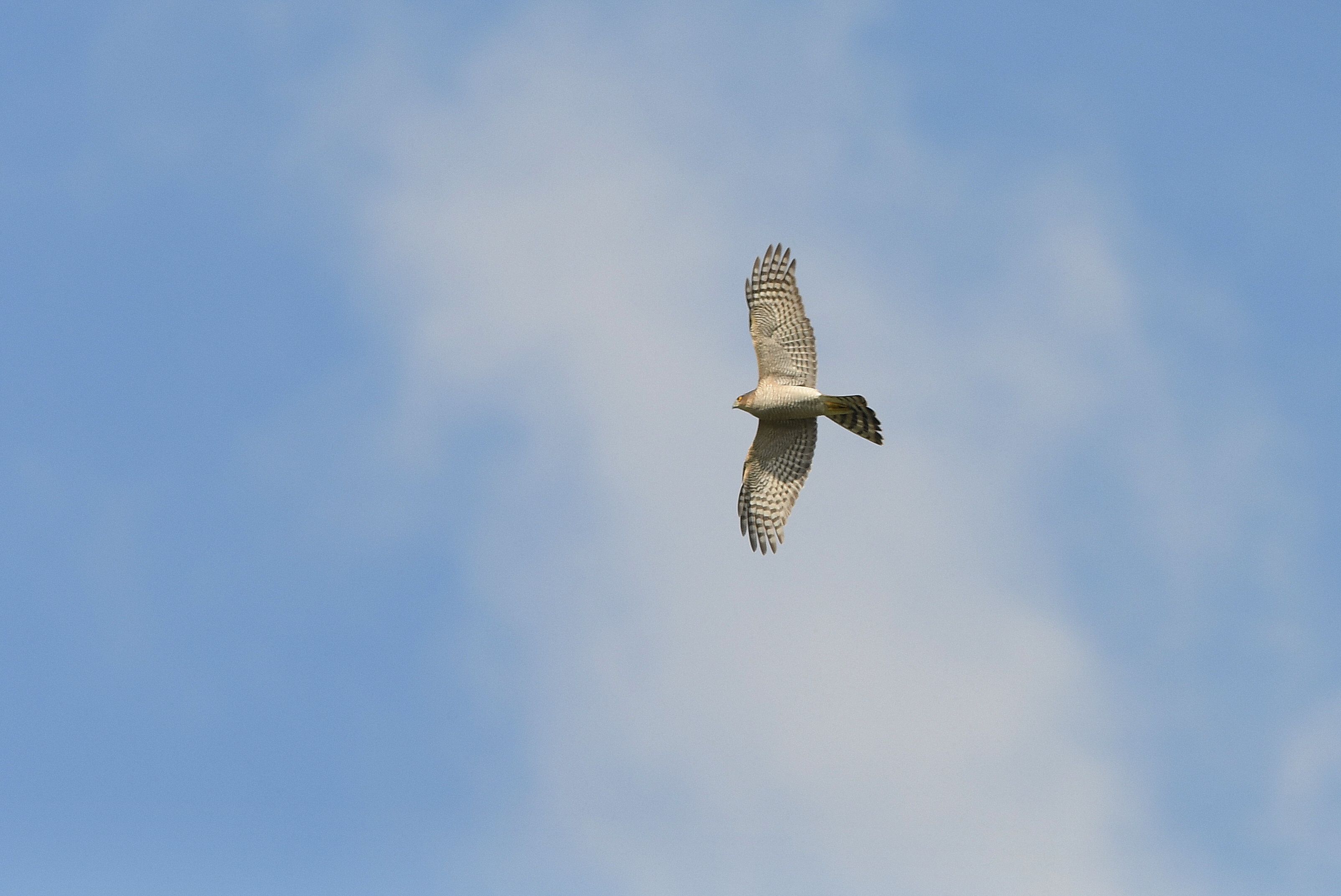 Soaring Hawk in Clear Blue Sky · Free Stock Photo