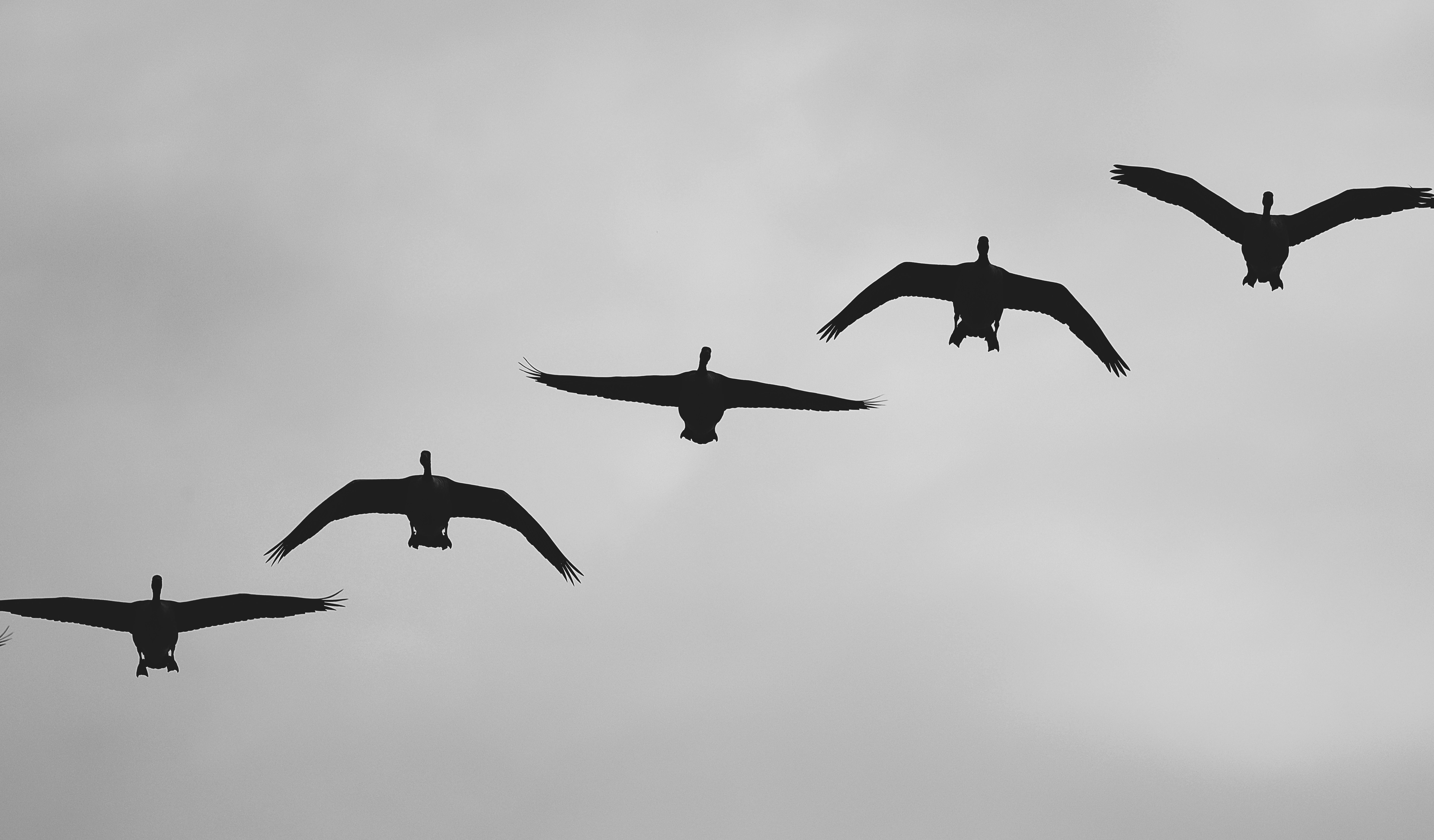 Birds V Formation Photos, Download The BEST Free Birds V Formation ...