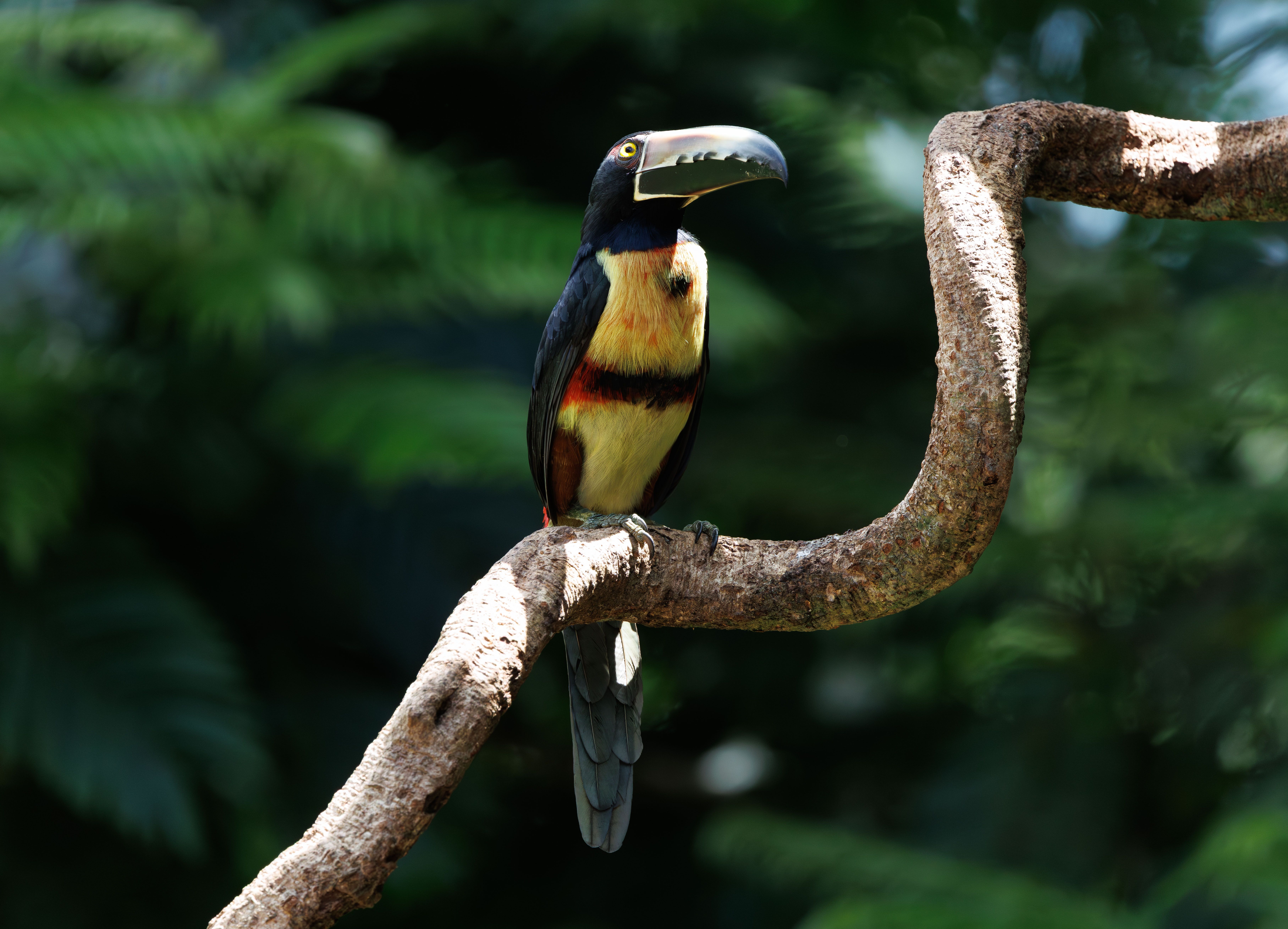 Colorful Toucan Perched on Tree Branch in Jungle · Free Stock Photo