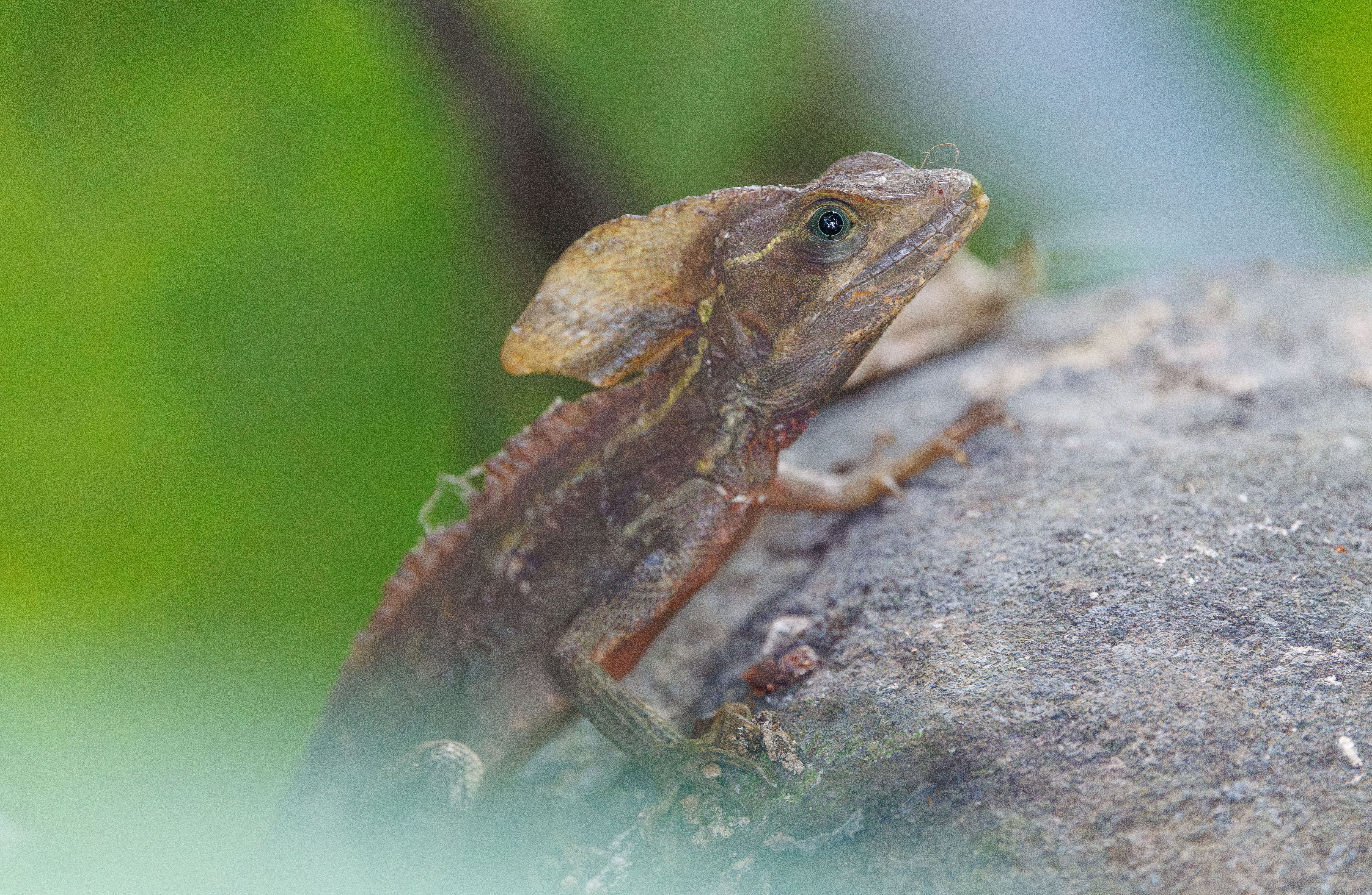 Close-up of Brown Basilisk Lizard in Natural Habitat · Free Stock Photo