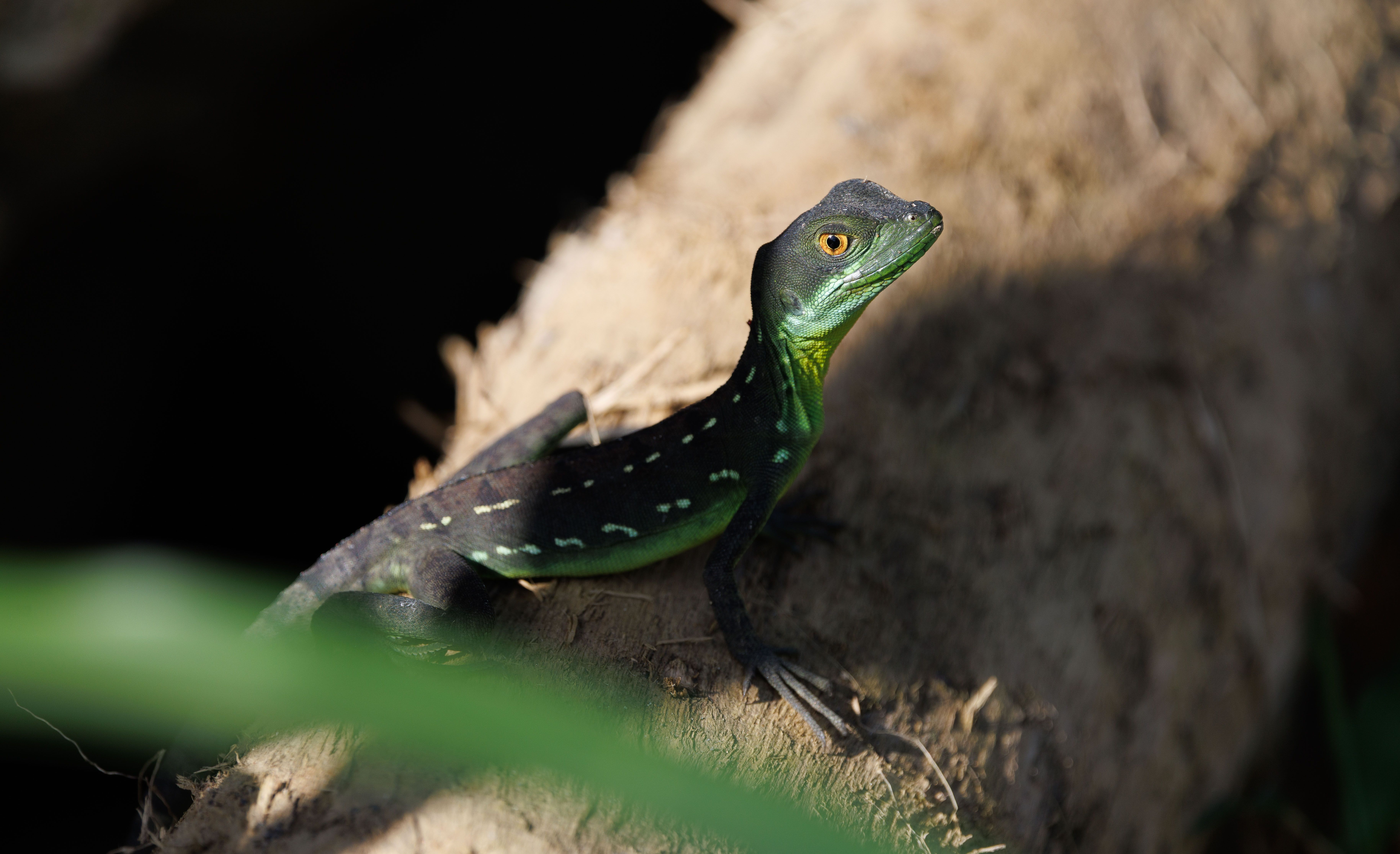 Green Basilisk Lizard on Sunlit Tree Trunk · Free Stock Photo