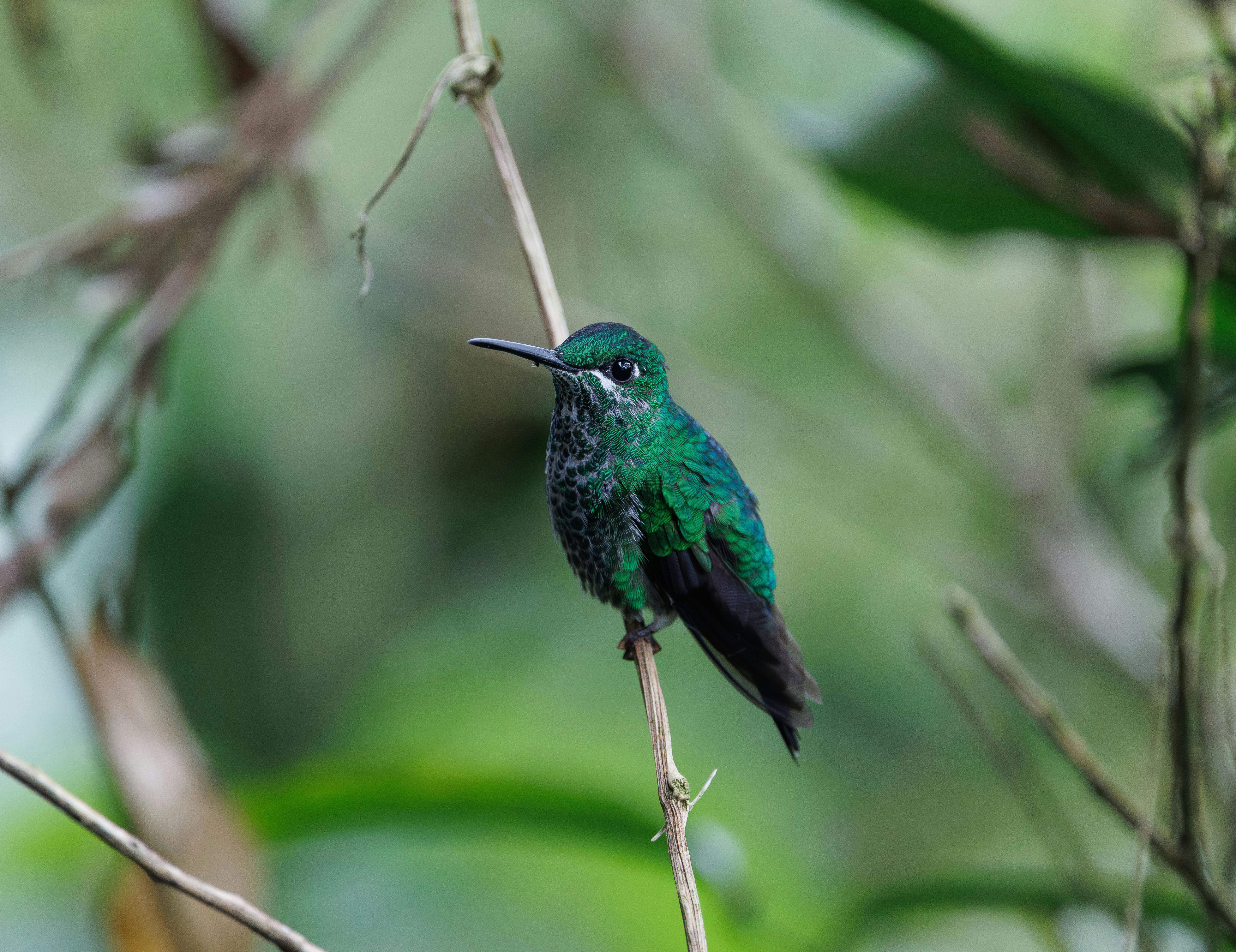 Hummingbirds Photos, Download The BEST Free Hummingbirds Stock Photos ...