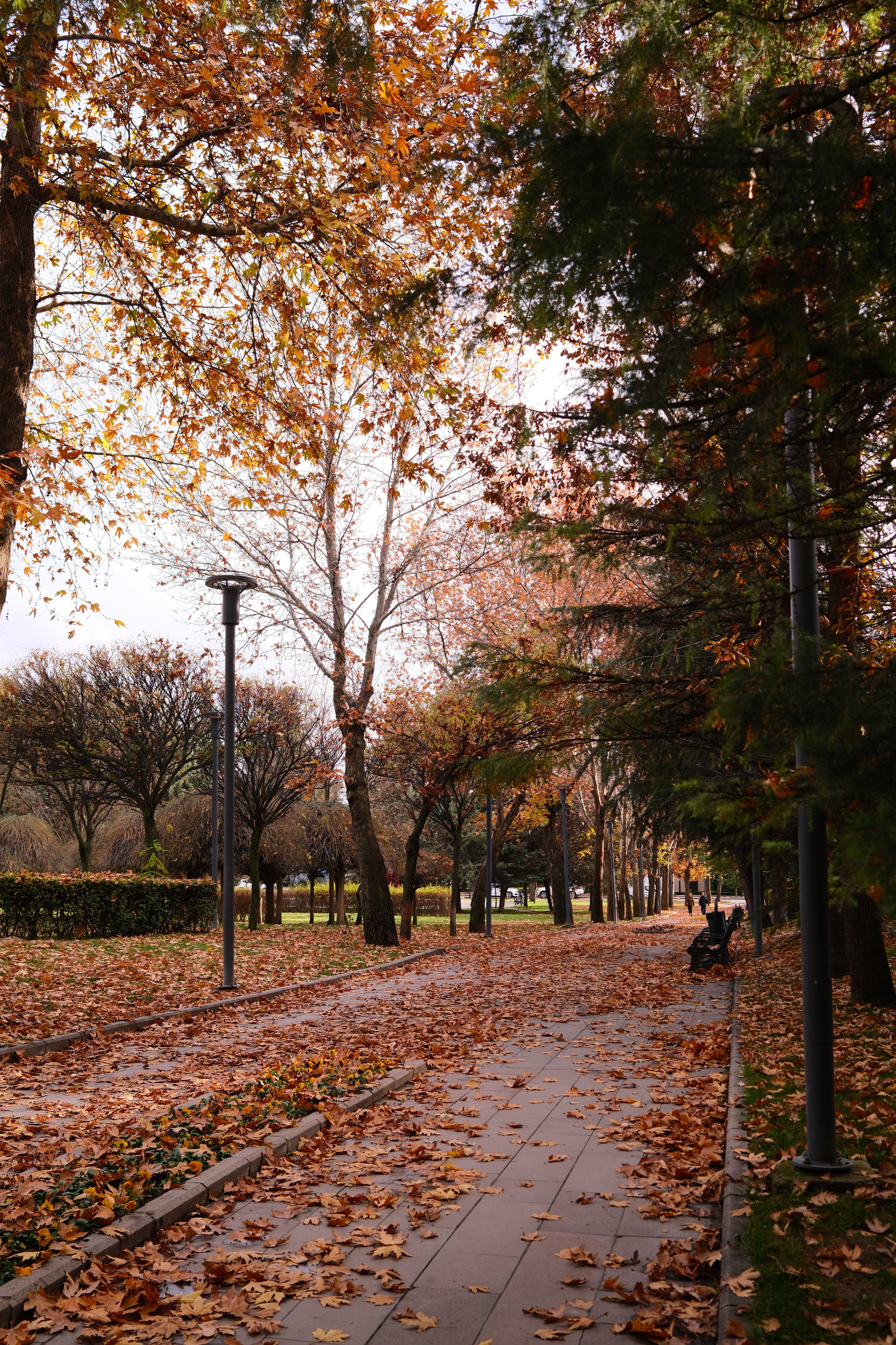 Scenic Fall Pathway in Tranquil Park · Free Stock Photo