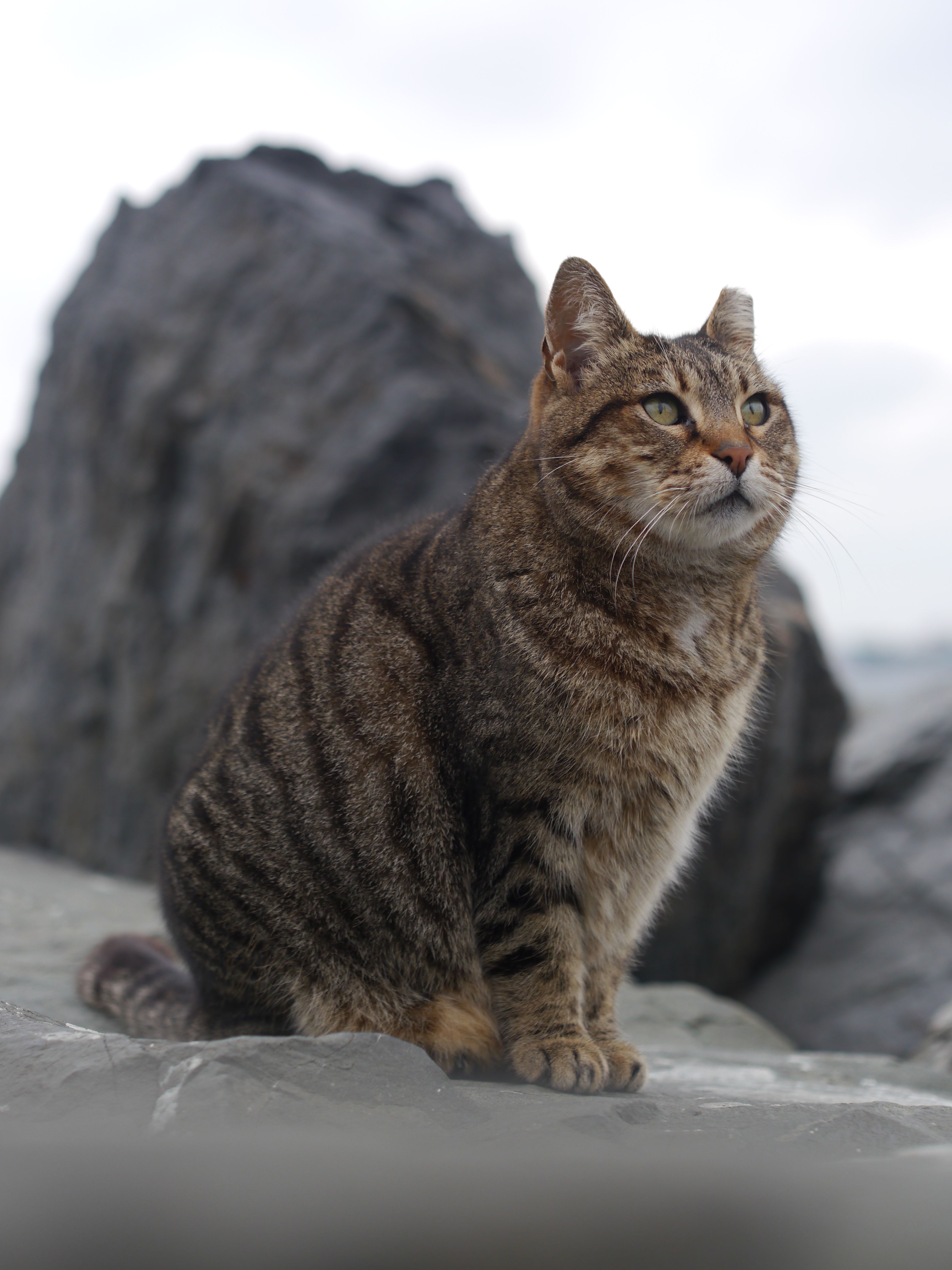 Gray Tabby Cat on Rock Near Body of Water · Free Stock Photo