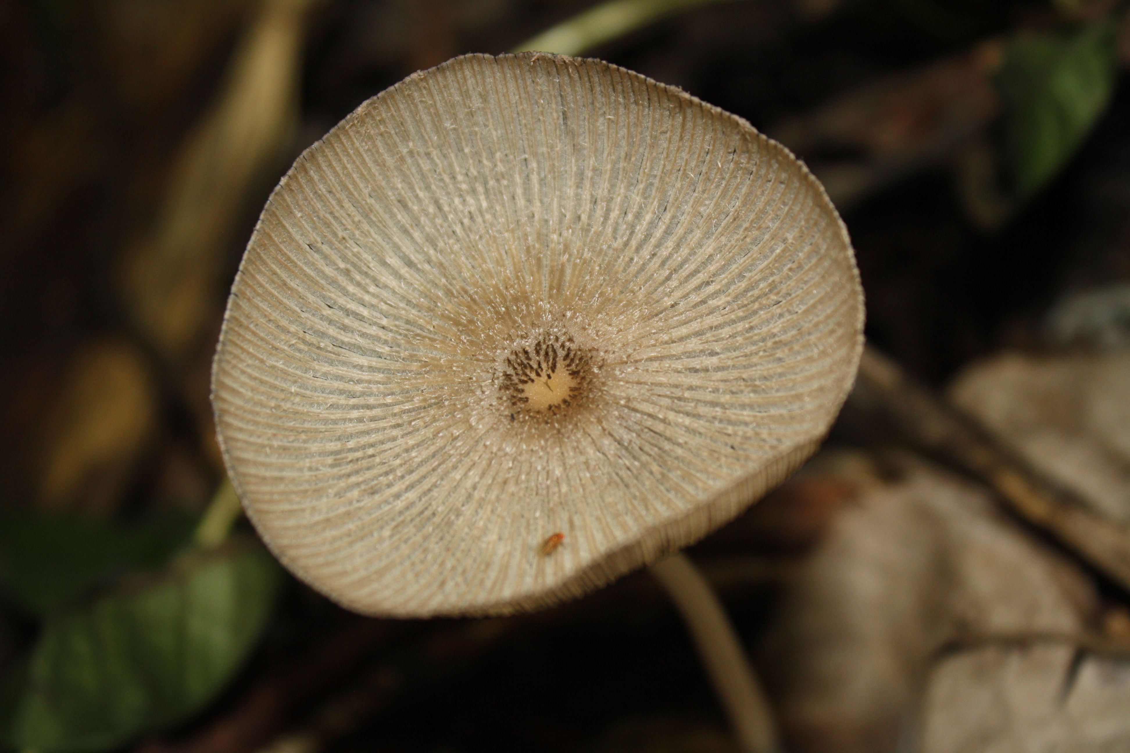 Close-up View of Mushroom Cap with Gills Visible · Free Stock Photo