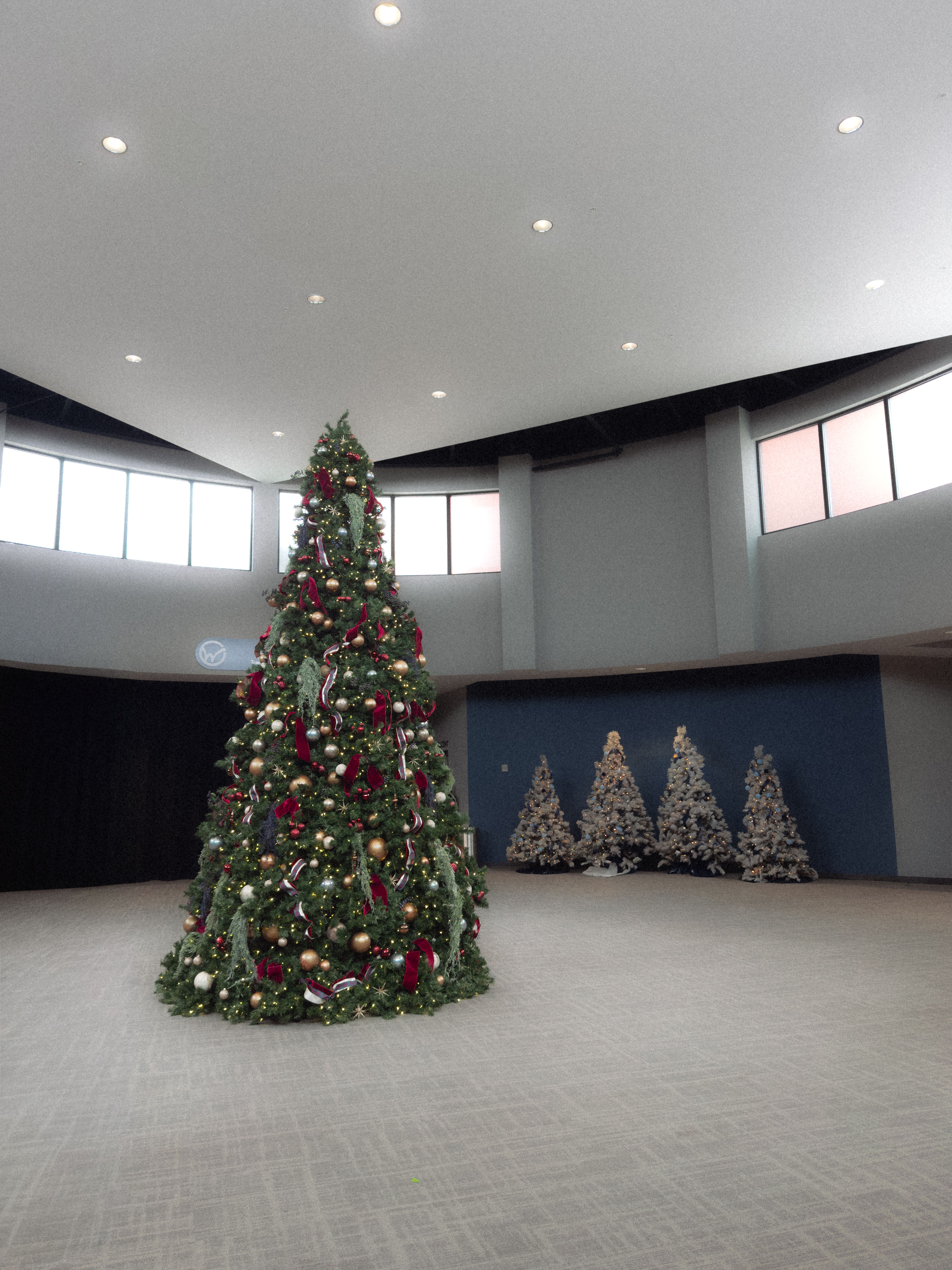 High Resolution Christmas Tree Background Photos, Download The BEST ...