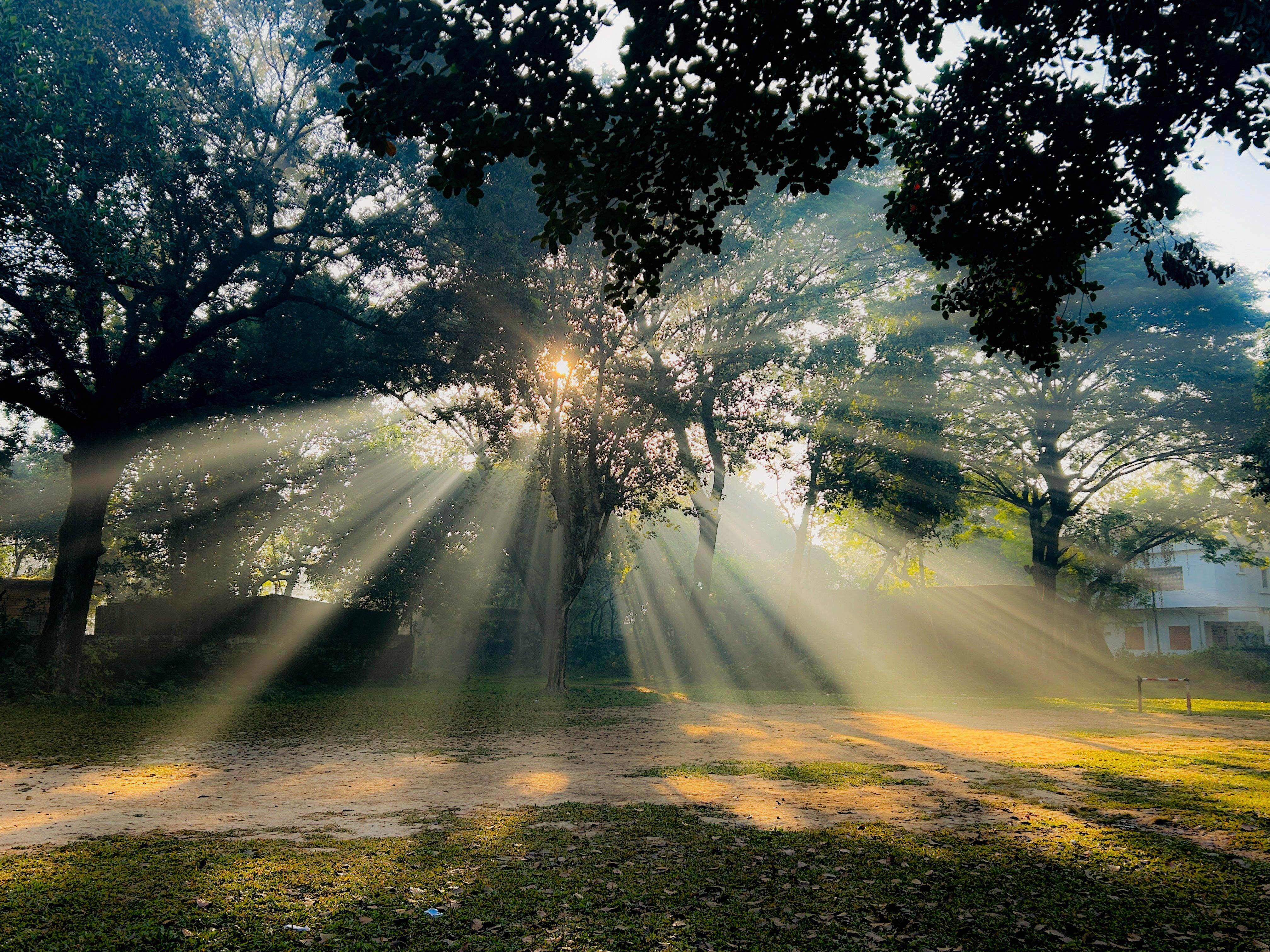 Sunbeams Illuminate Forest in Bogura, Bangladesh · Free Stock Photo