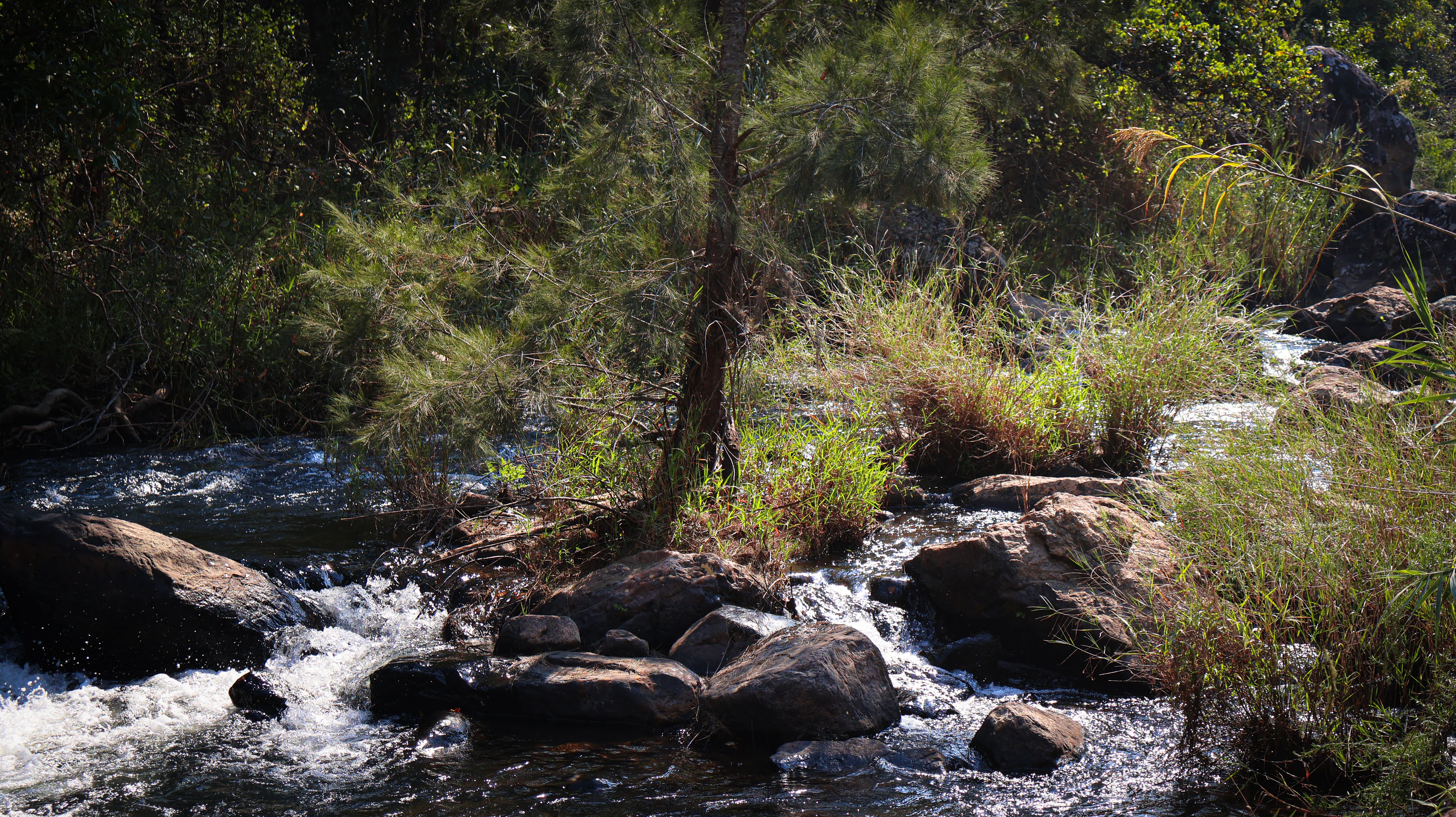 Serene Forest Stream with Lush Foliage and Rocks · Free Stock Photo