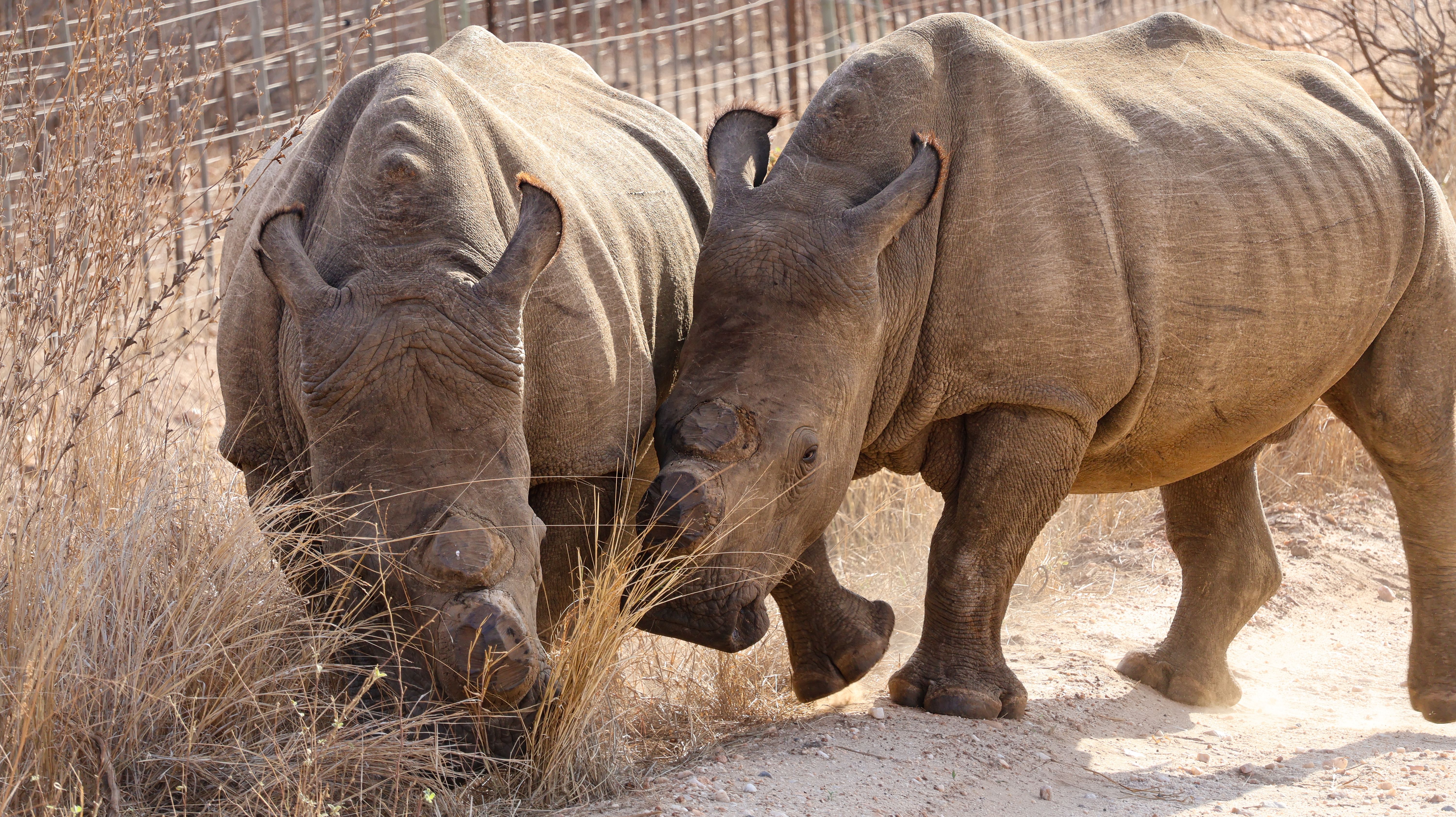 Two Rhinos Grazing in Natural Habitat · Free Stock Photo