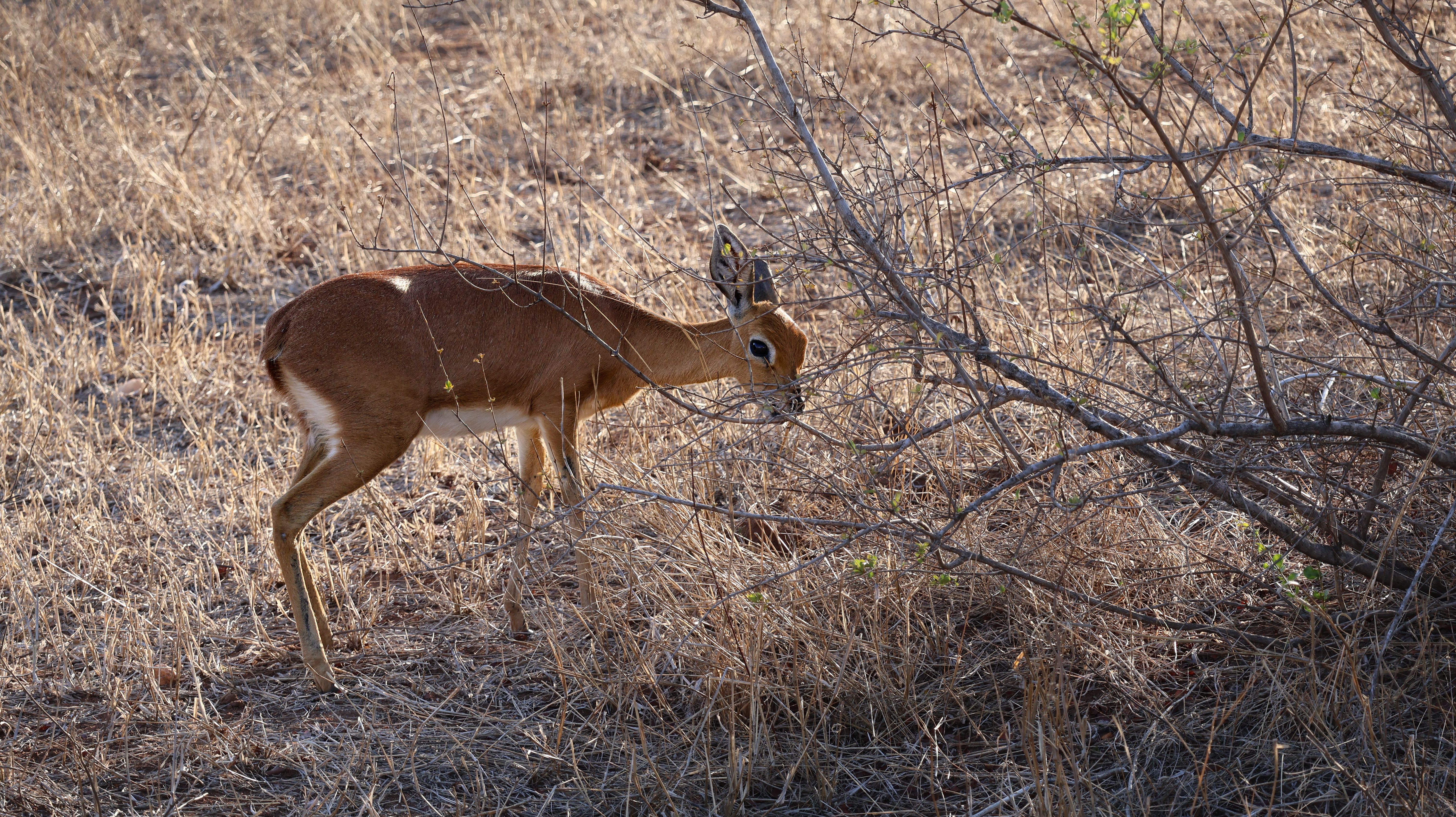 Brown Caracal Standing on Grass Field · Free Stock Photo