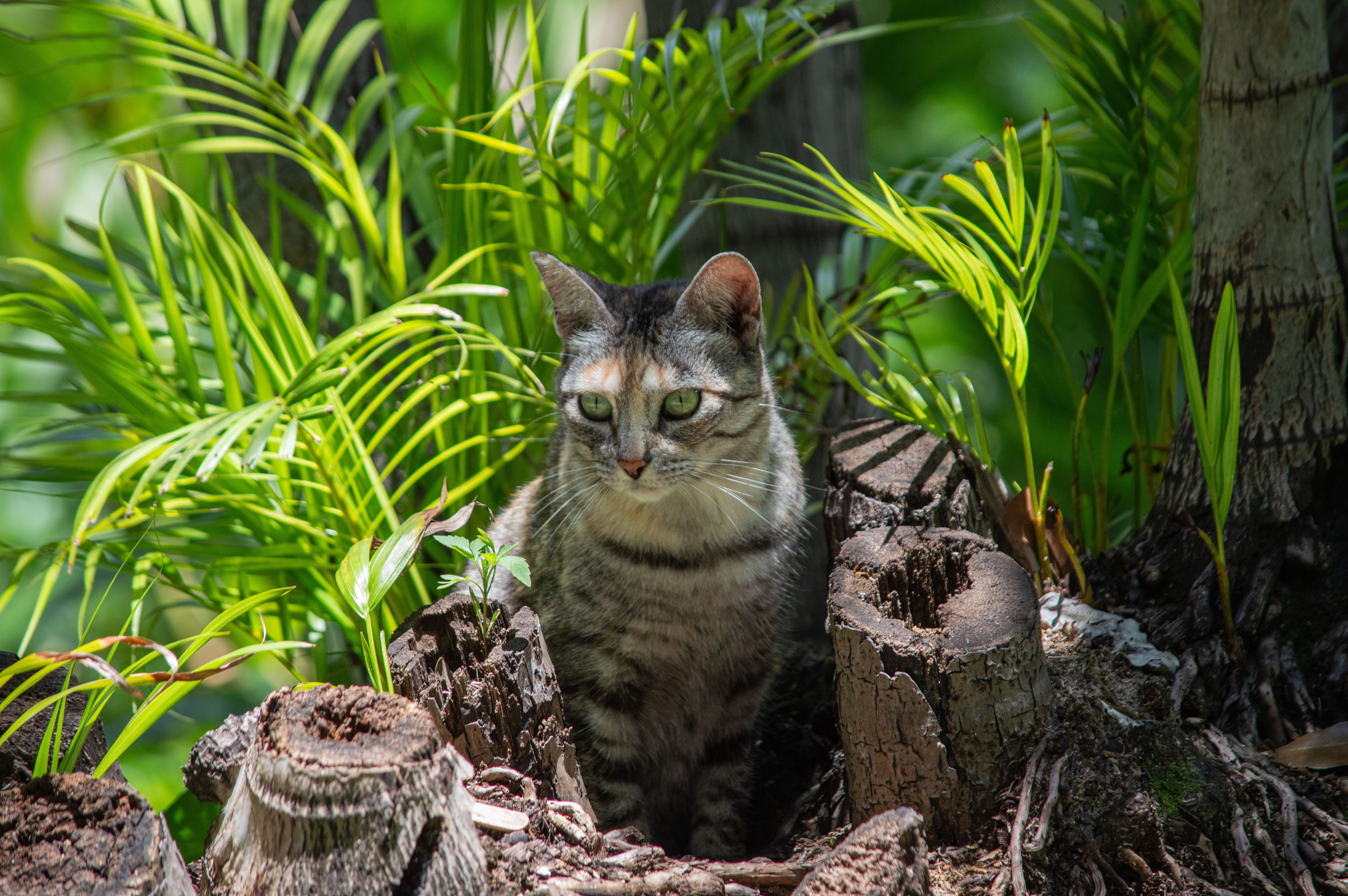 Tabby Cat in Lush Green Forest Setting · Free Stock Photo