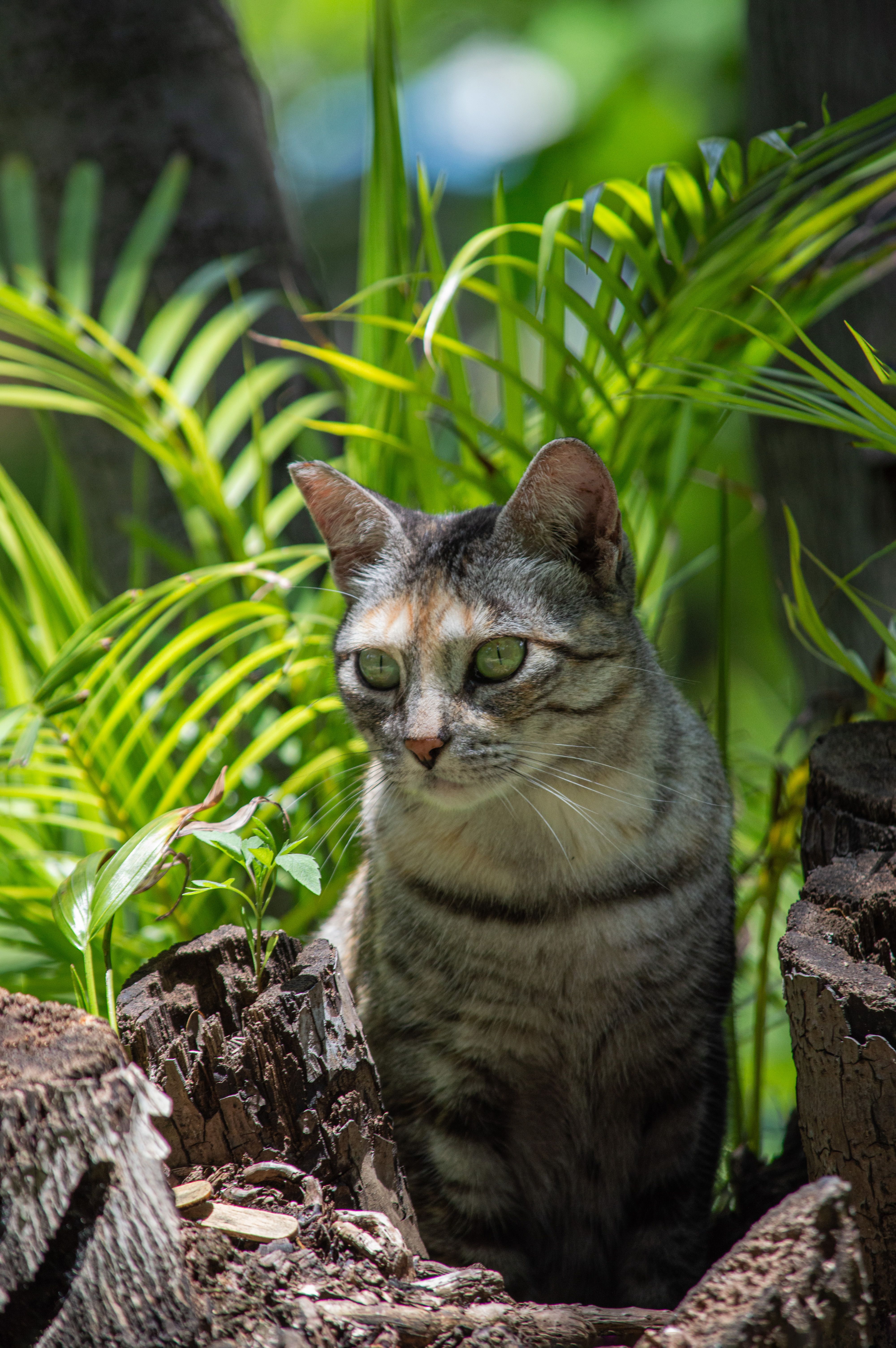 Hunter Photos, Download The BEST Free Hunter Stock Photos & HD Images