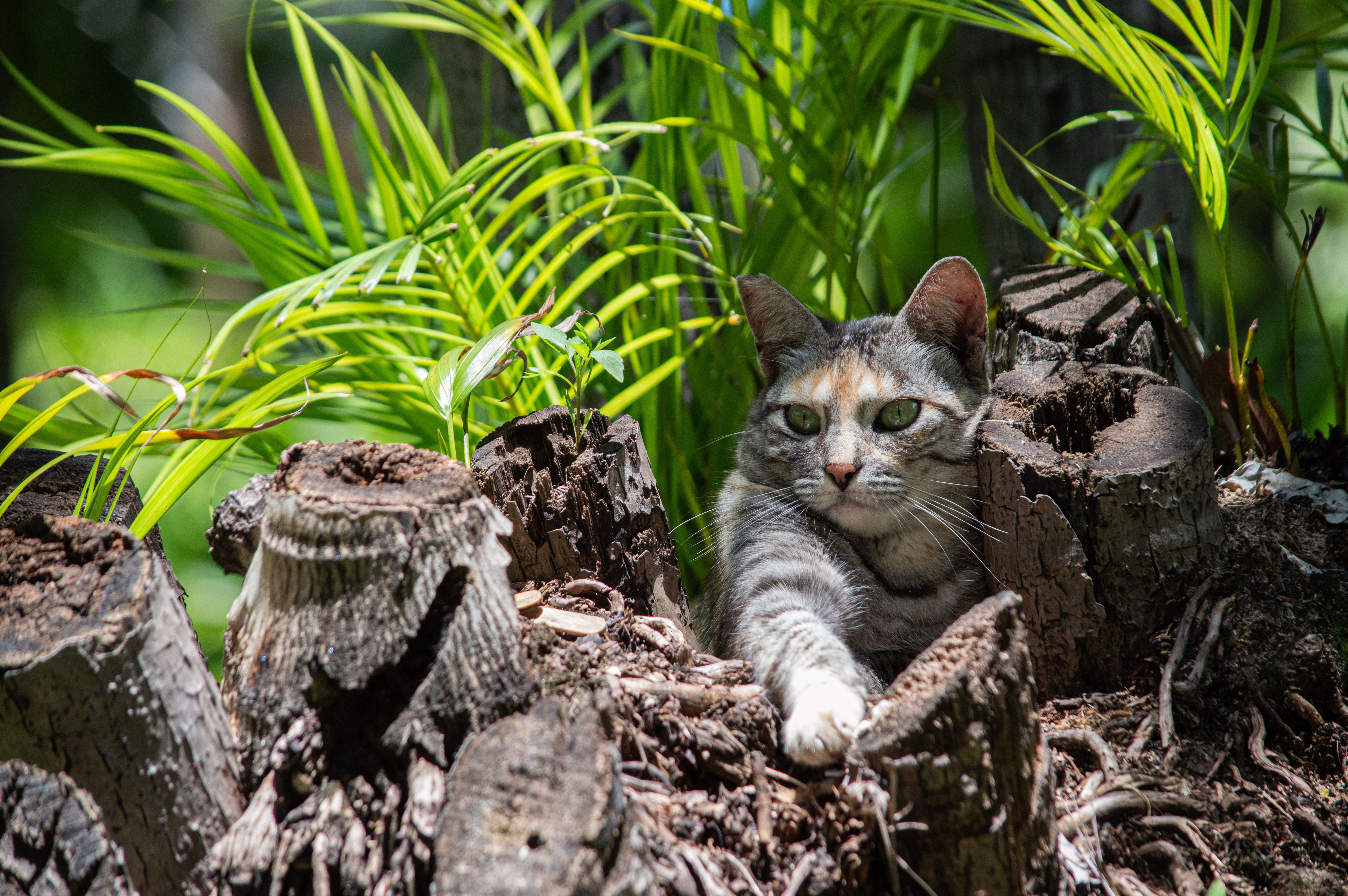 Tabby Cat Relaxing Among Tree Stumps in Sunlight · Free Stock Photo
