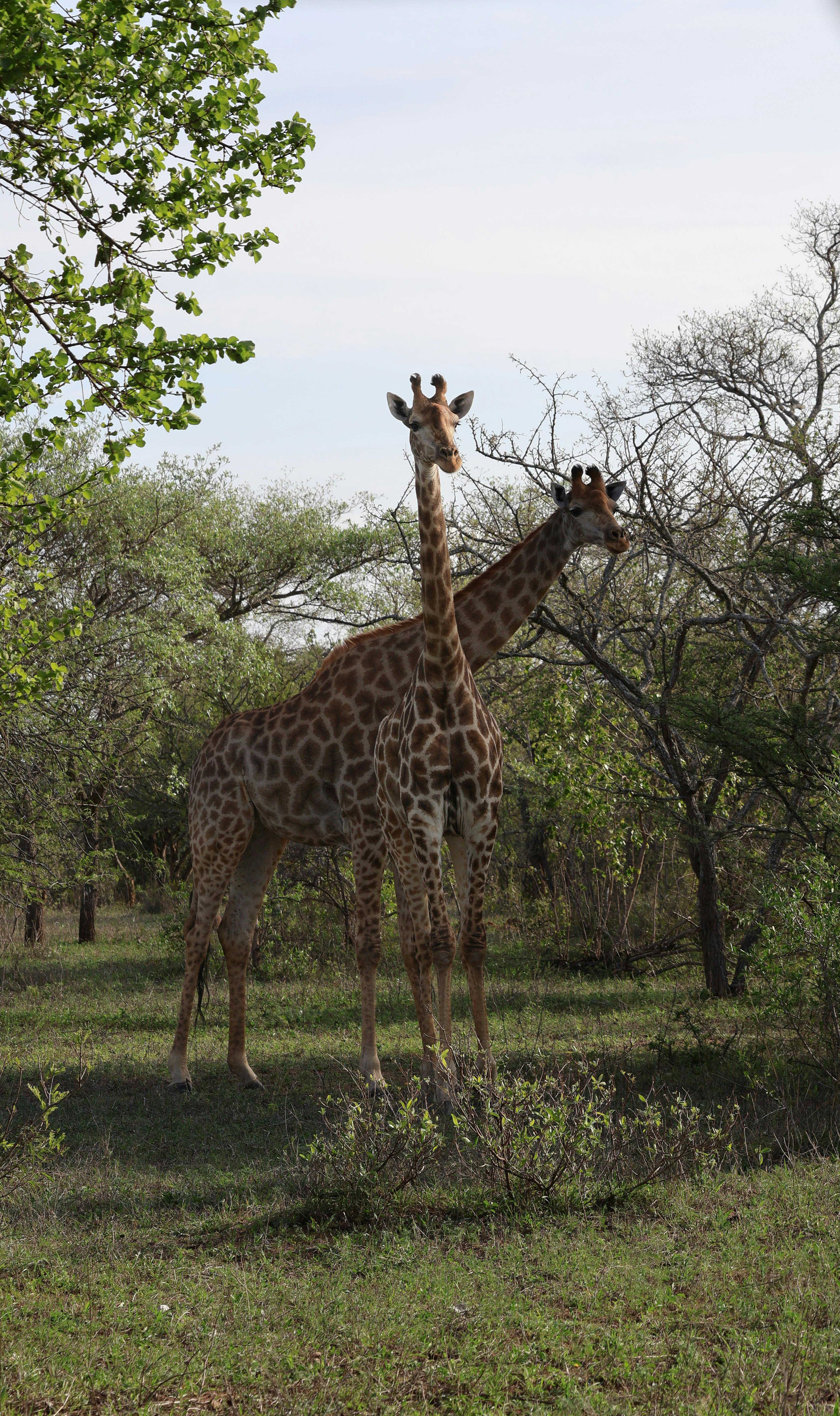 Kuma+Tamu+Kenya+Picha Photos, Download The BEST Free Kuma+Tamu+Kenya ...