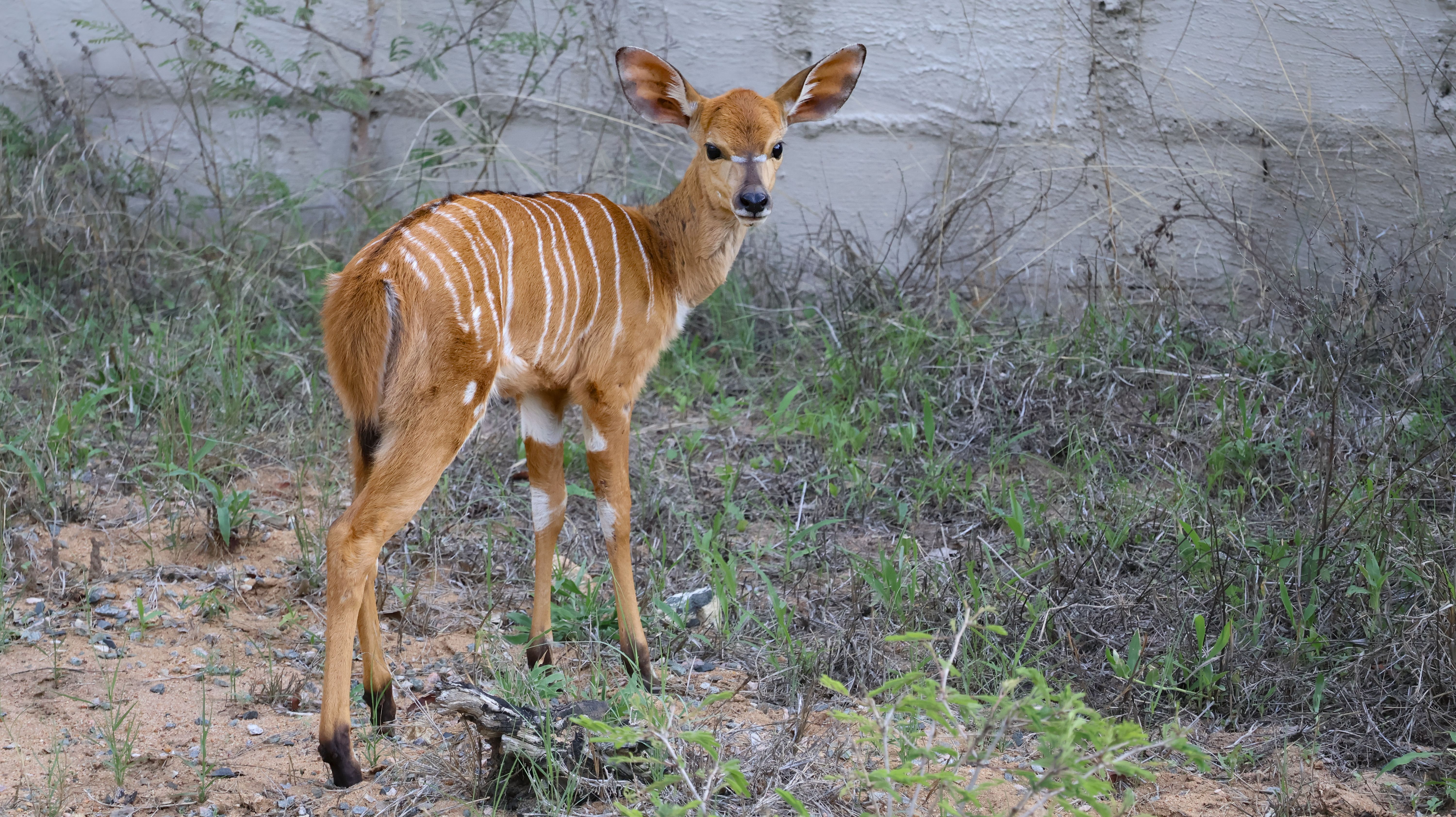 Herbivores Animals Photos, Download The BEST Free Herbivores Animals ...
