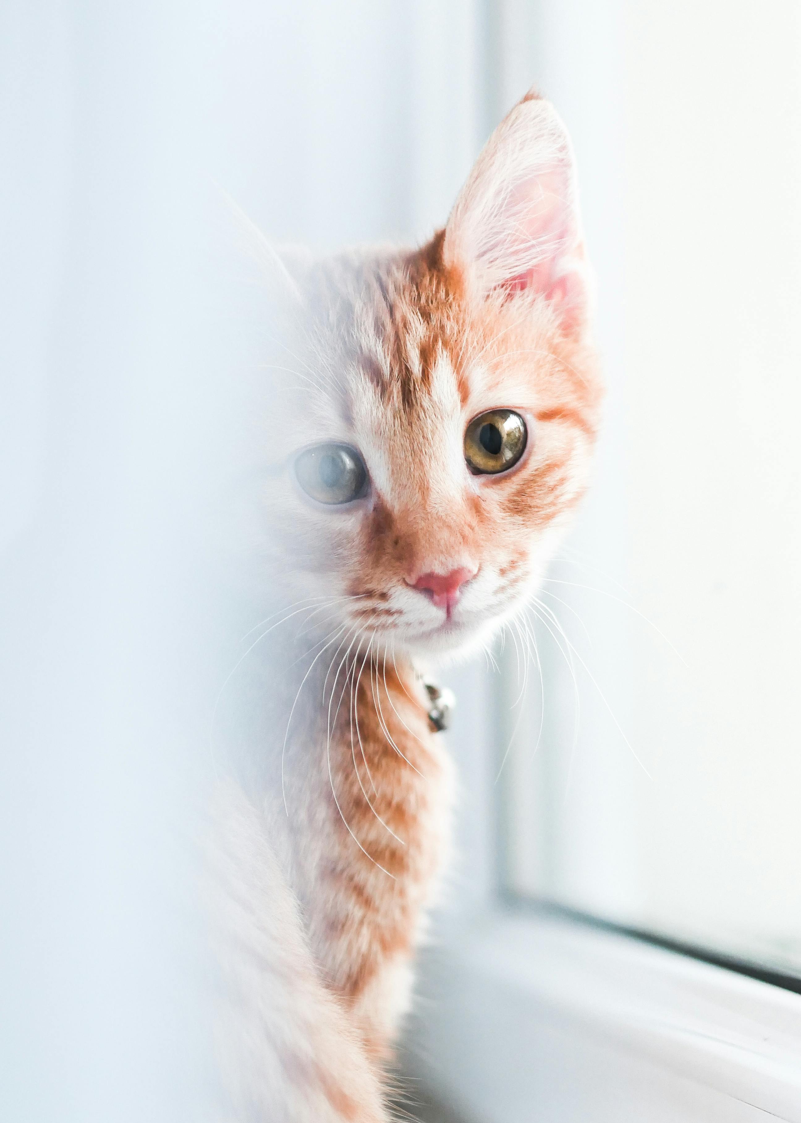 Retrato Suave De Un Gato Atigrado Naranja Junto A Una Ventana · Foto de ...
