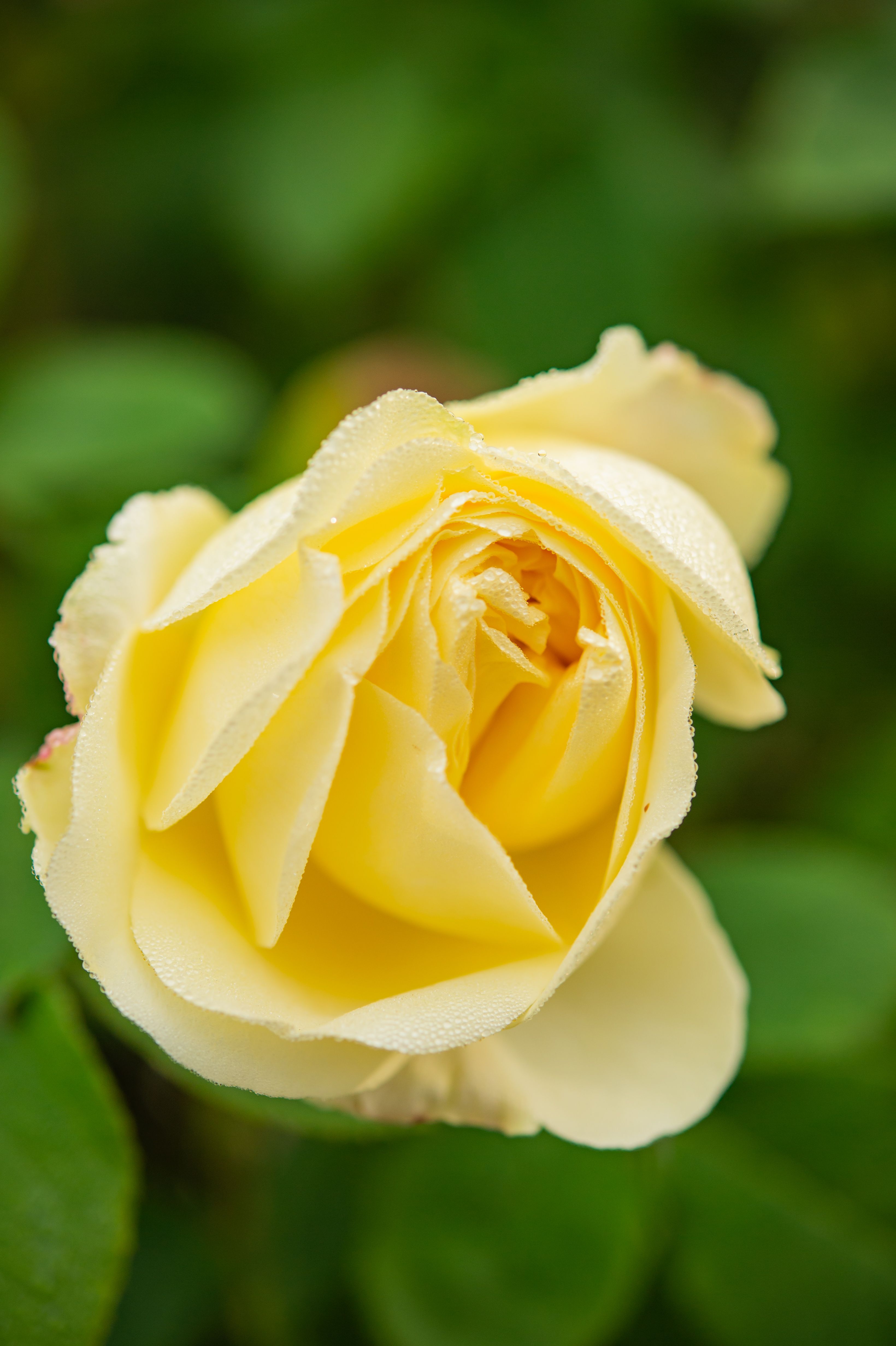 Close-up of a Cream Rose with Dewdrops · Free Stock Photo