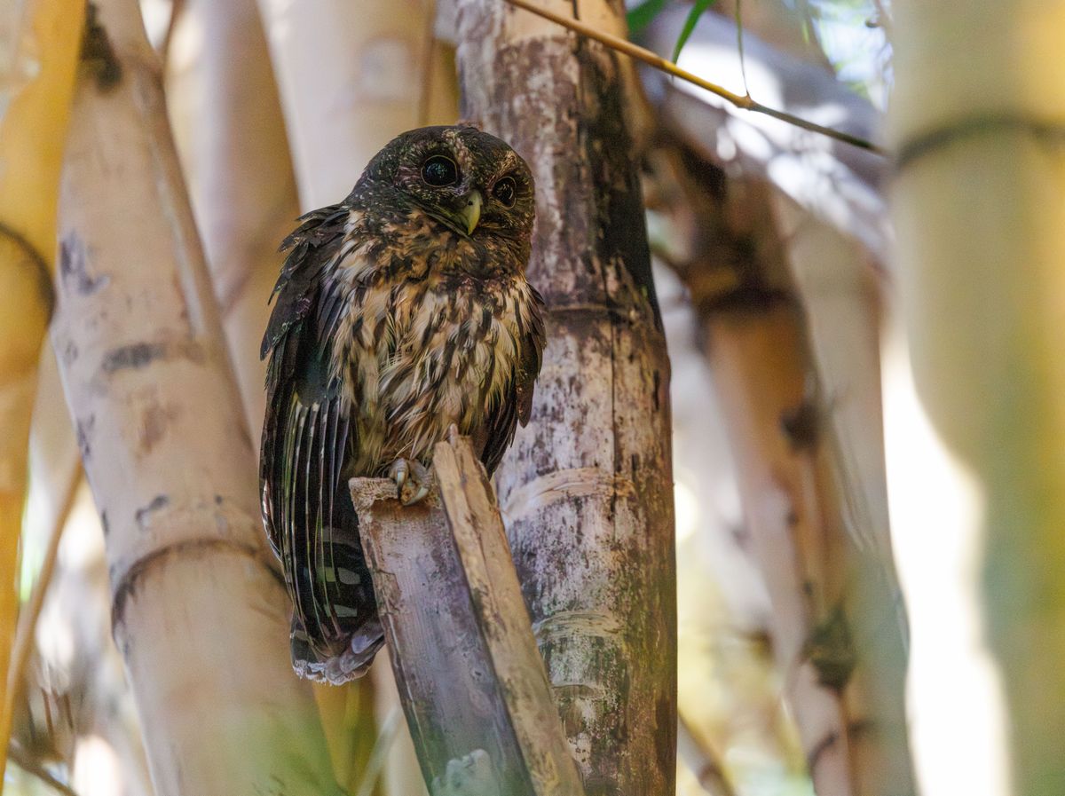 Owl Outline Photos, Download The BEST Free Owl Outline Stock Photos ...
