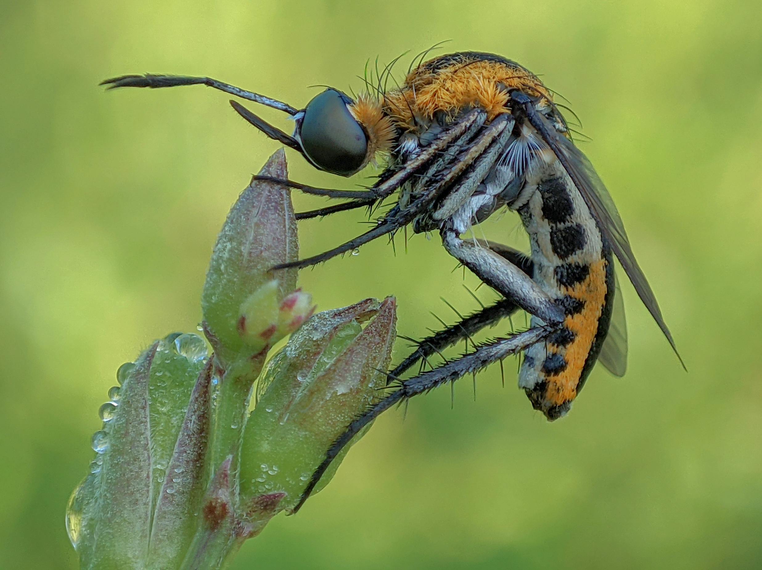 Sandra+Orlow+Micro+Bikini Photos, Download The BEST Free Sandra+Orlow ...