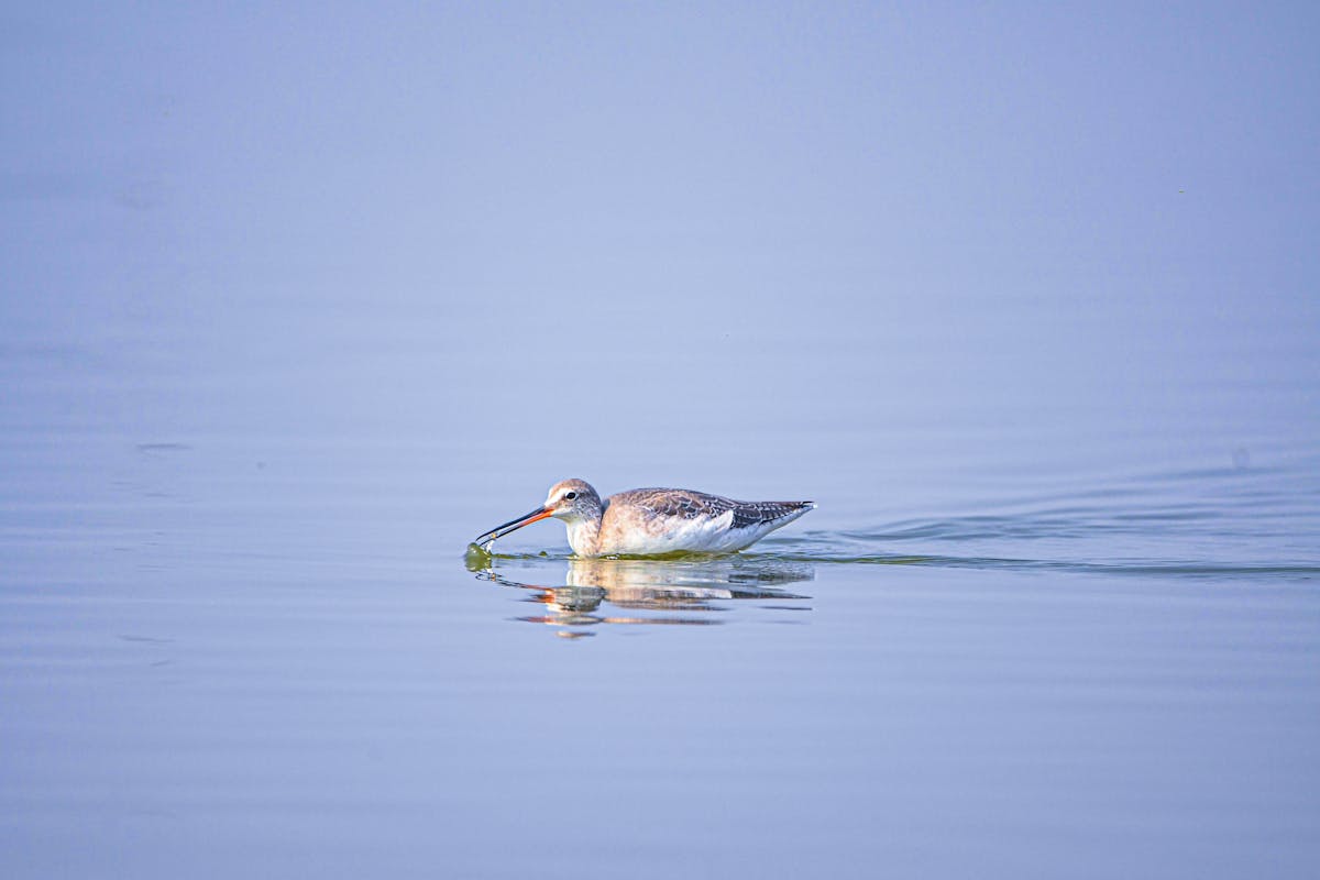 Lainey+Wilson+In+Bikini Photos, Download The BEST Free Lainey+Wilson+In ...